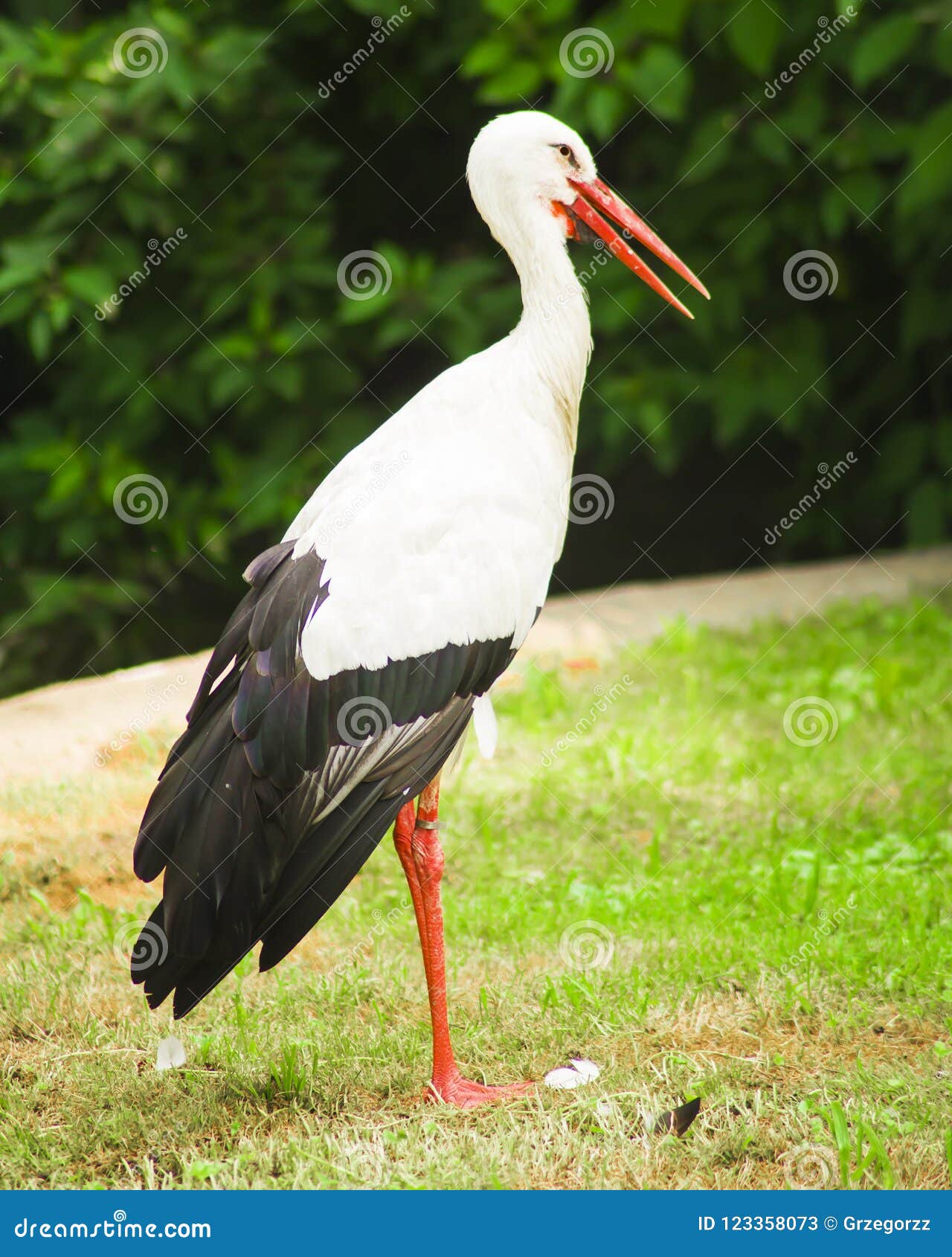 Stork on the Background of a Green Meadow Stock Image - Image of ...