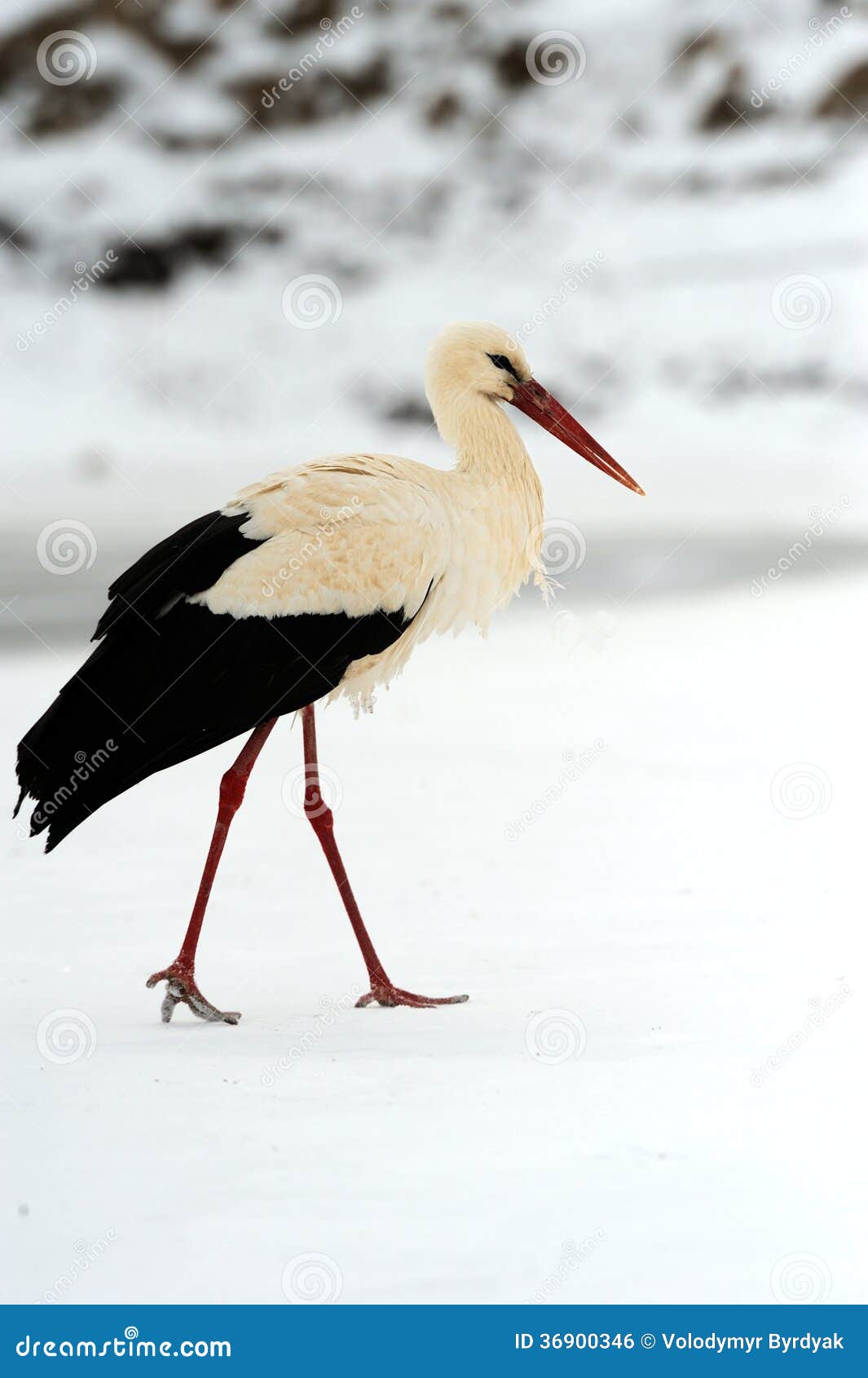 Stork stock photo. Image of bird, park, fauna, beautiful - 36900346