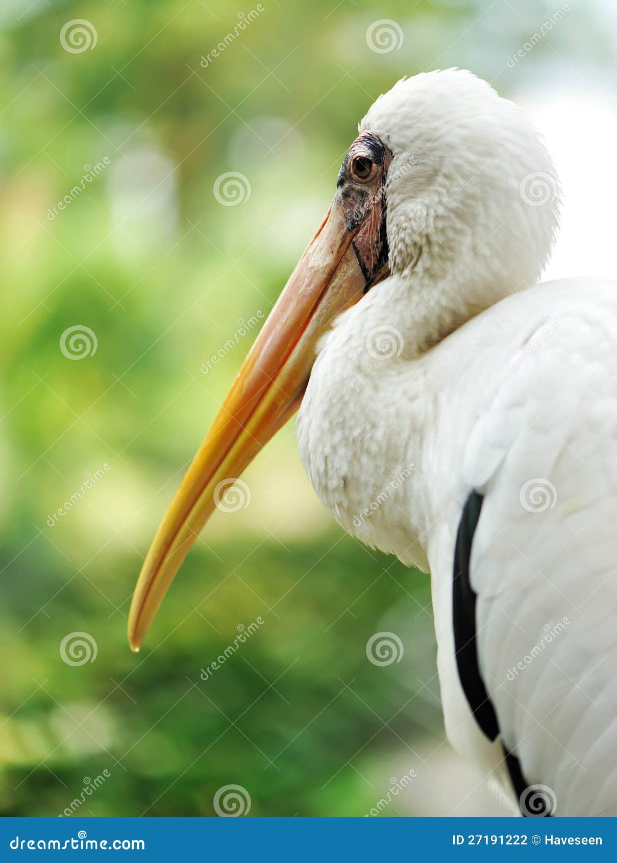 Stork bird stock photo. Image of animal, nature, wildlife - 27191222