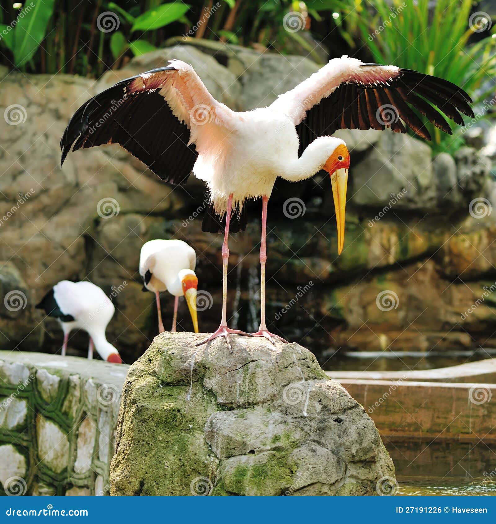 Stork bird stock photo. Image of wild, avian, white, egret - 27191226
