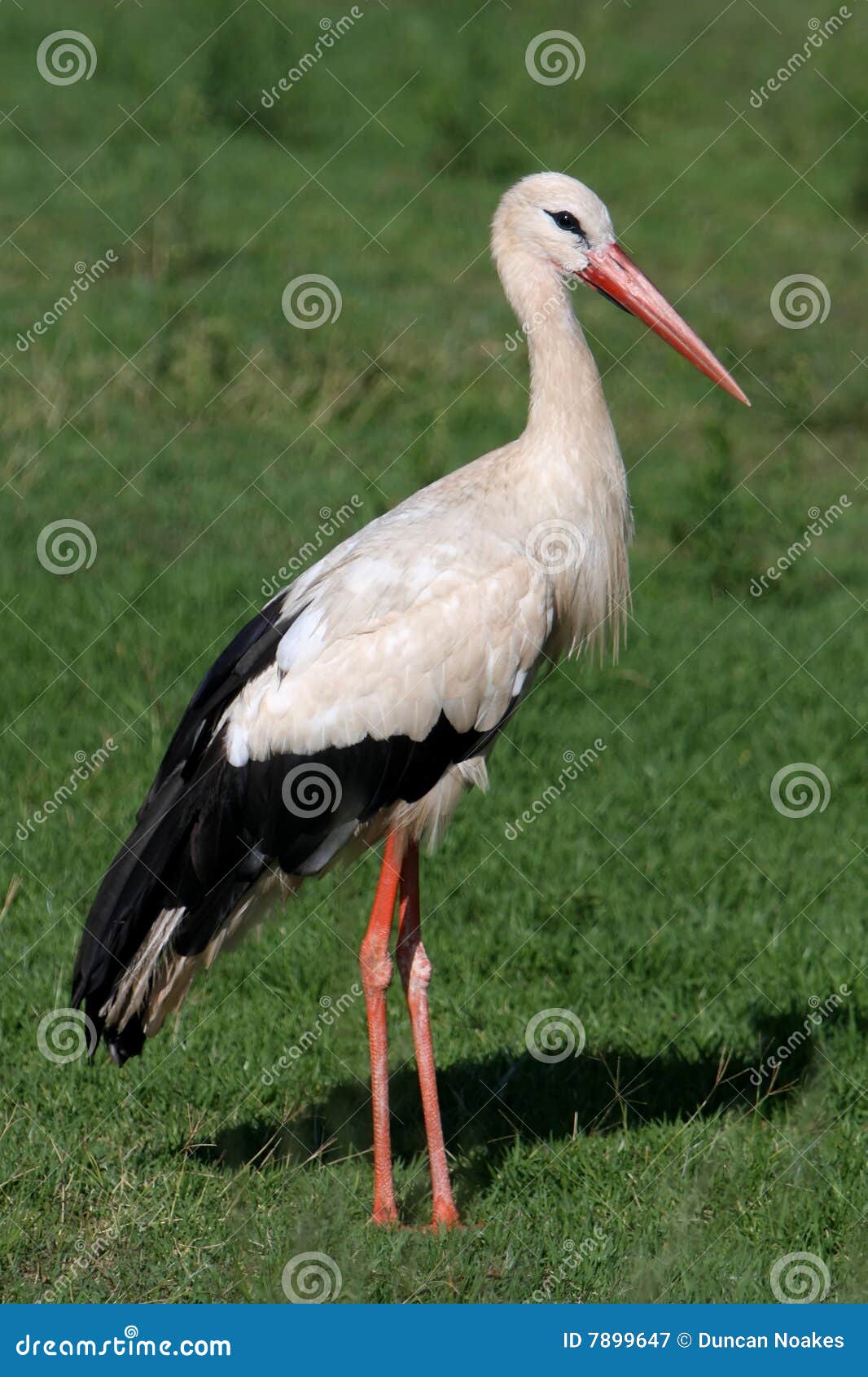 Stork Bird Royalty Free Stock Photography - Image: 7899647