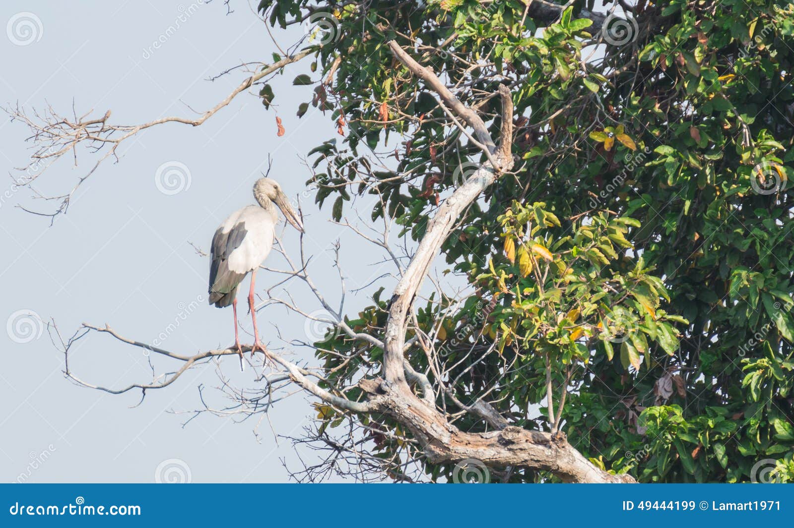 Stork bird on the branch stock image. Image of tree, stick - 49444199