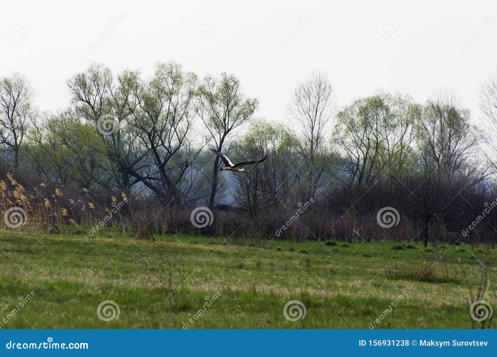 A Stork Bird Flies Over a Field Stock Photo - Image of feather, beauty ...