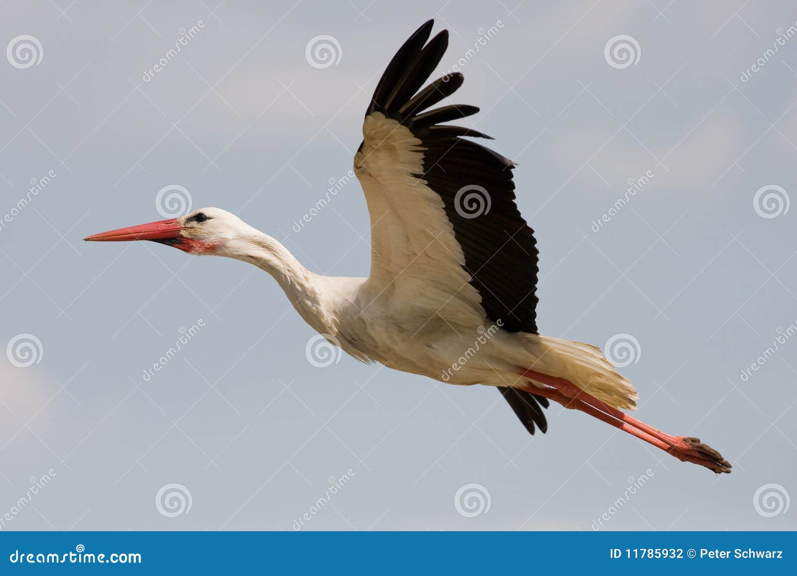 Stork bird in flight stock photo. Image of blue, single - 11785932