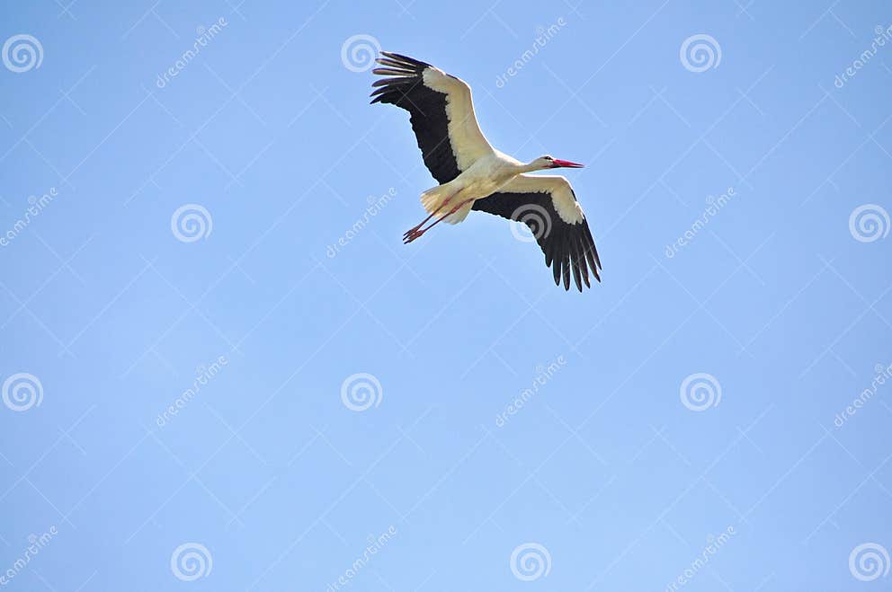 Stork Bird in Flight in Sky Stock Image - Image of wild, wildlife ...