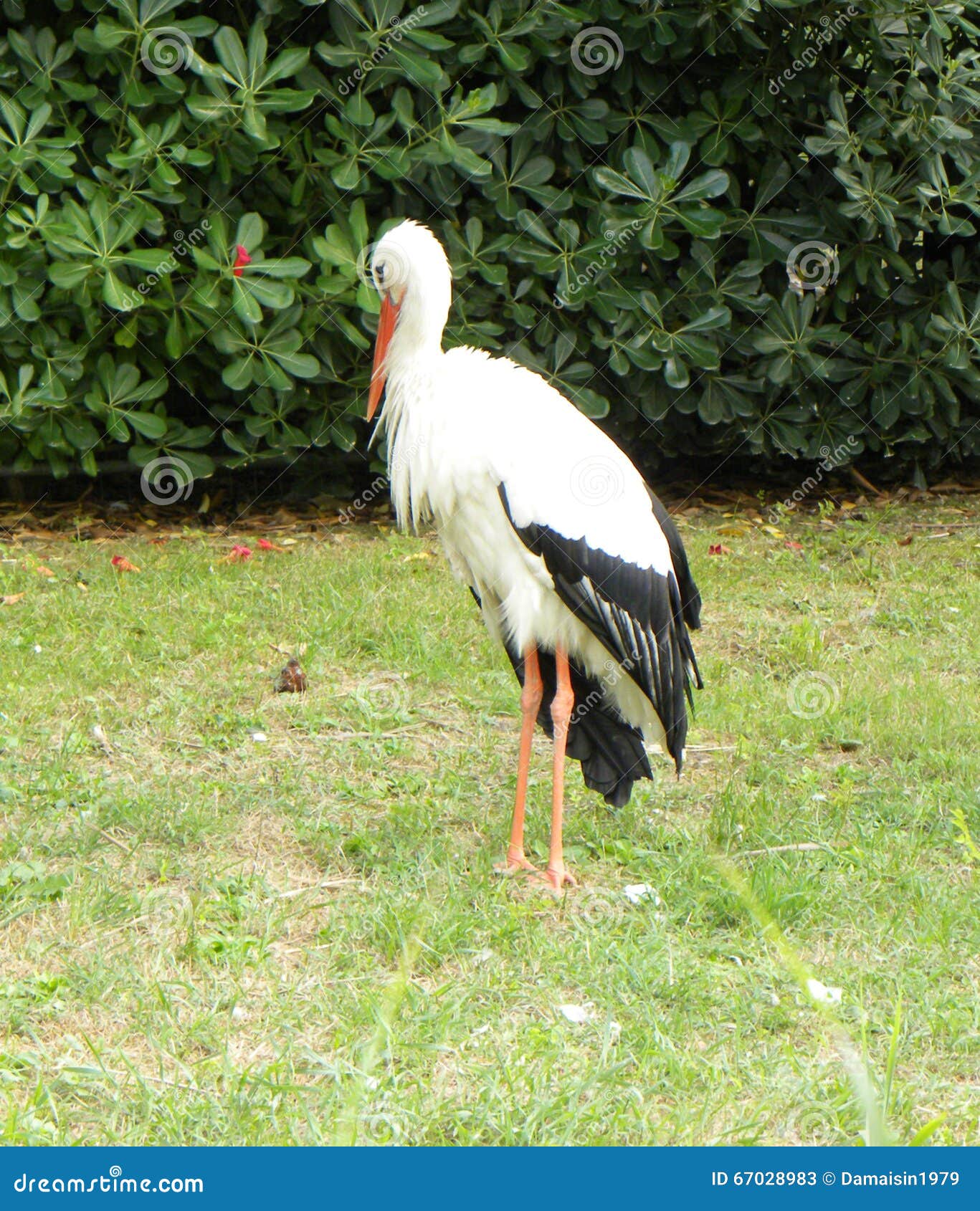 Stork bird stock image. Image of animal, republic, plants - 67028983