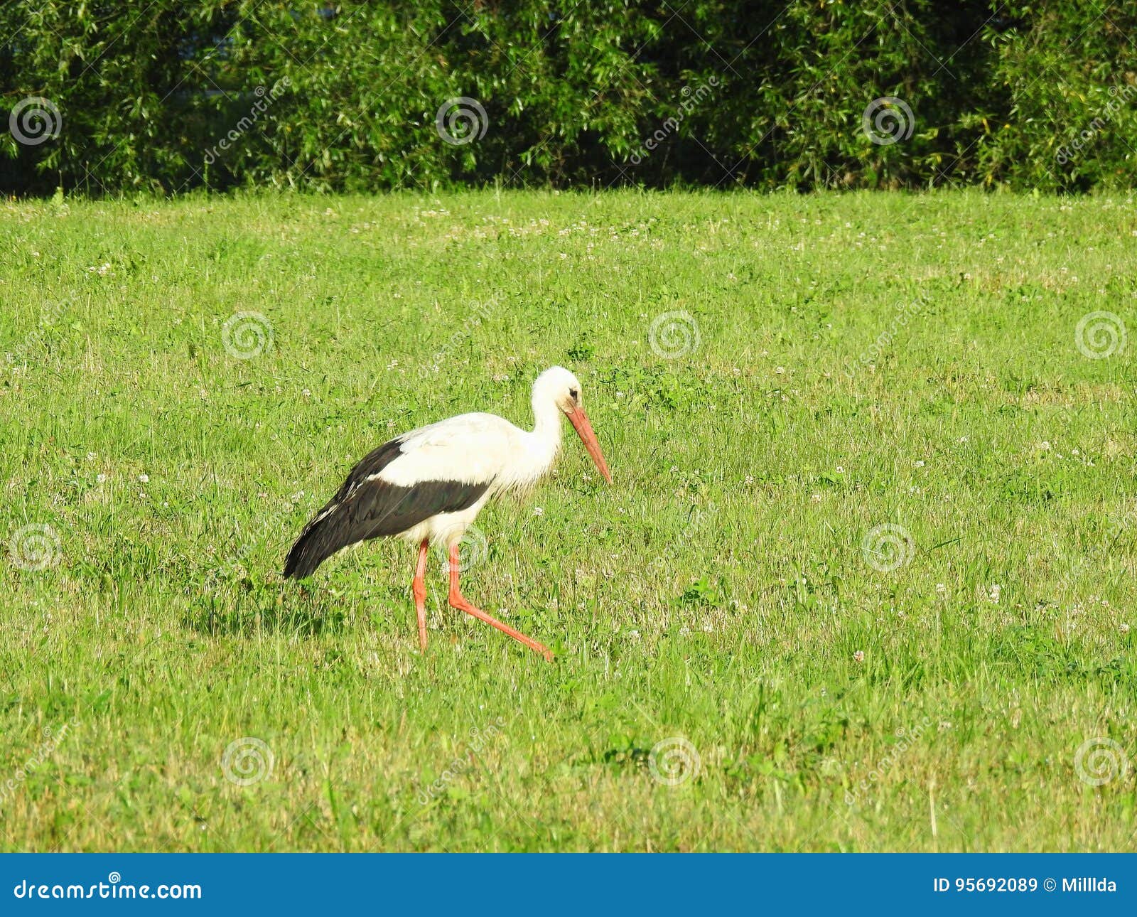 Stork bird in meadow stock image. Image of wild, white - 95692089