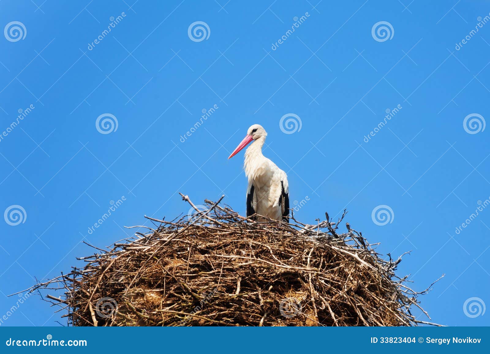 Stork Bird In The Nest Stock Photo | CartoonDealer.com #33823404