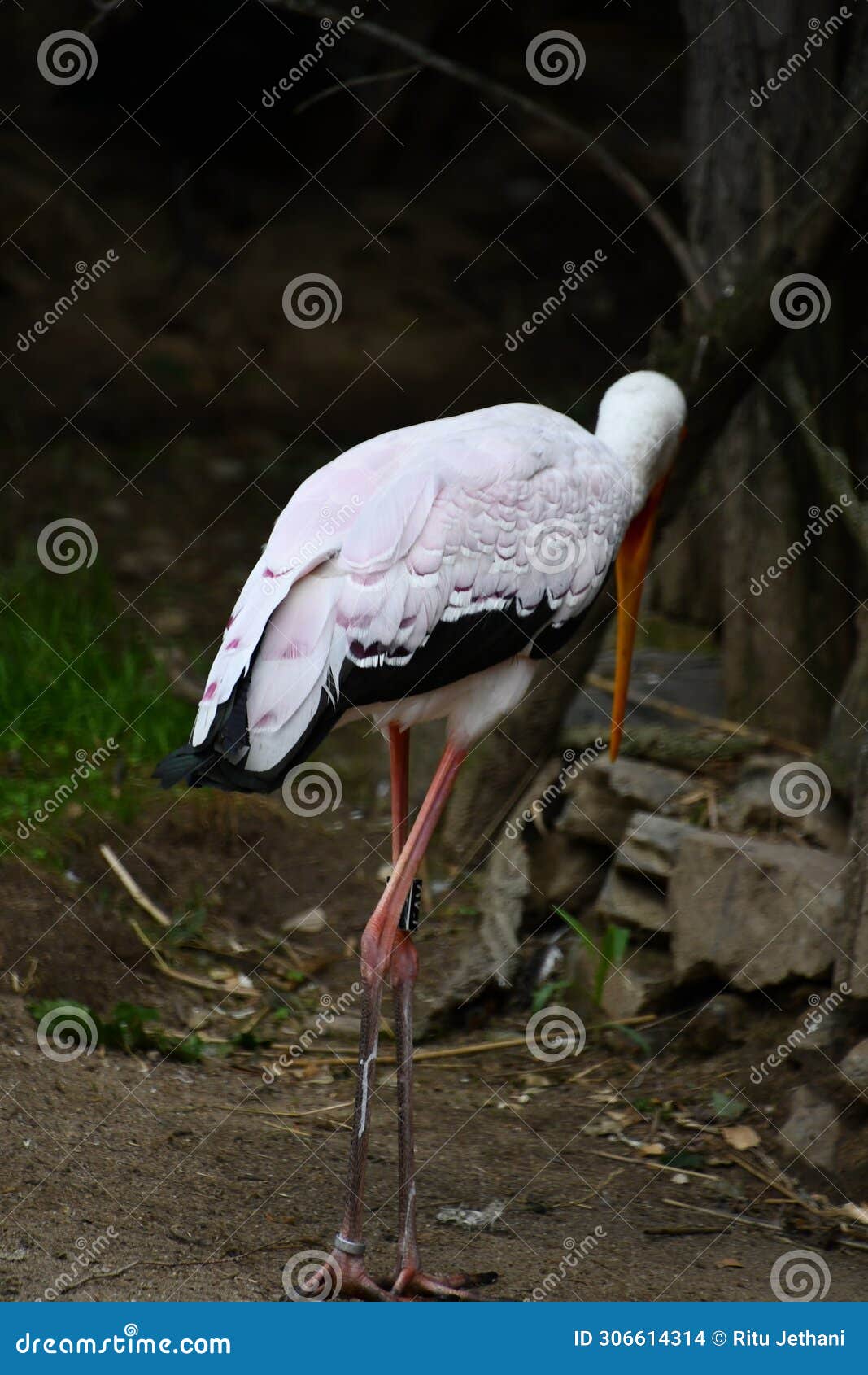 A Stork Bird in the Outdoor Stock Photo - Image of nest, hungary: 306614314