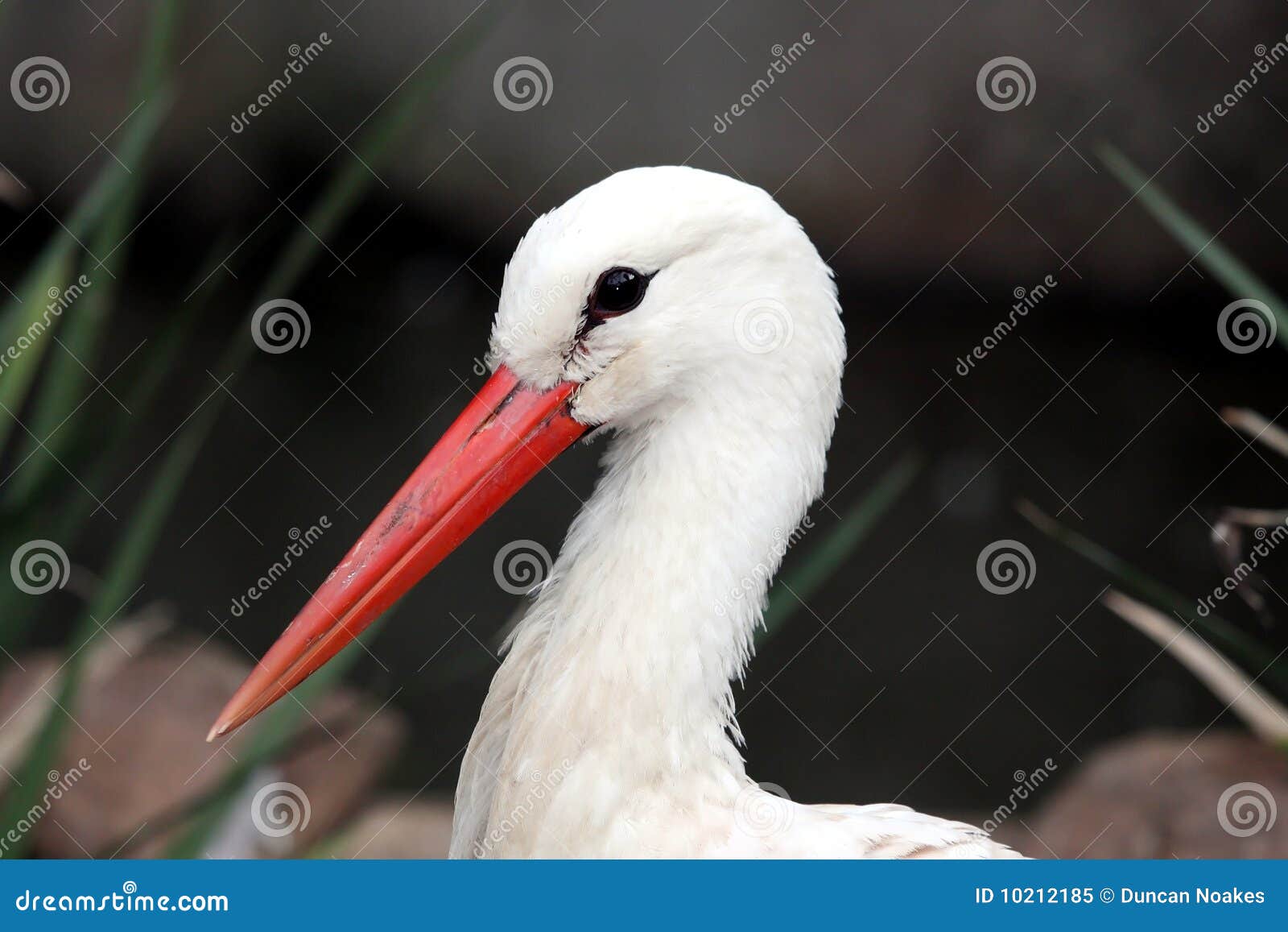 Stork Bird Portrait stock image. Image of green, animal - 10212185