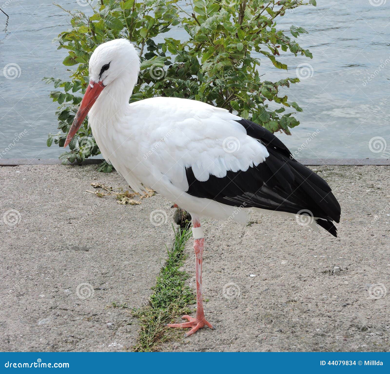 Stork bird stock photo. Image of closeup, ring, white - 44079834