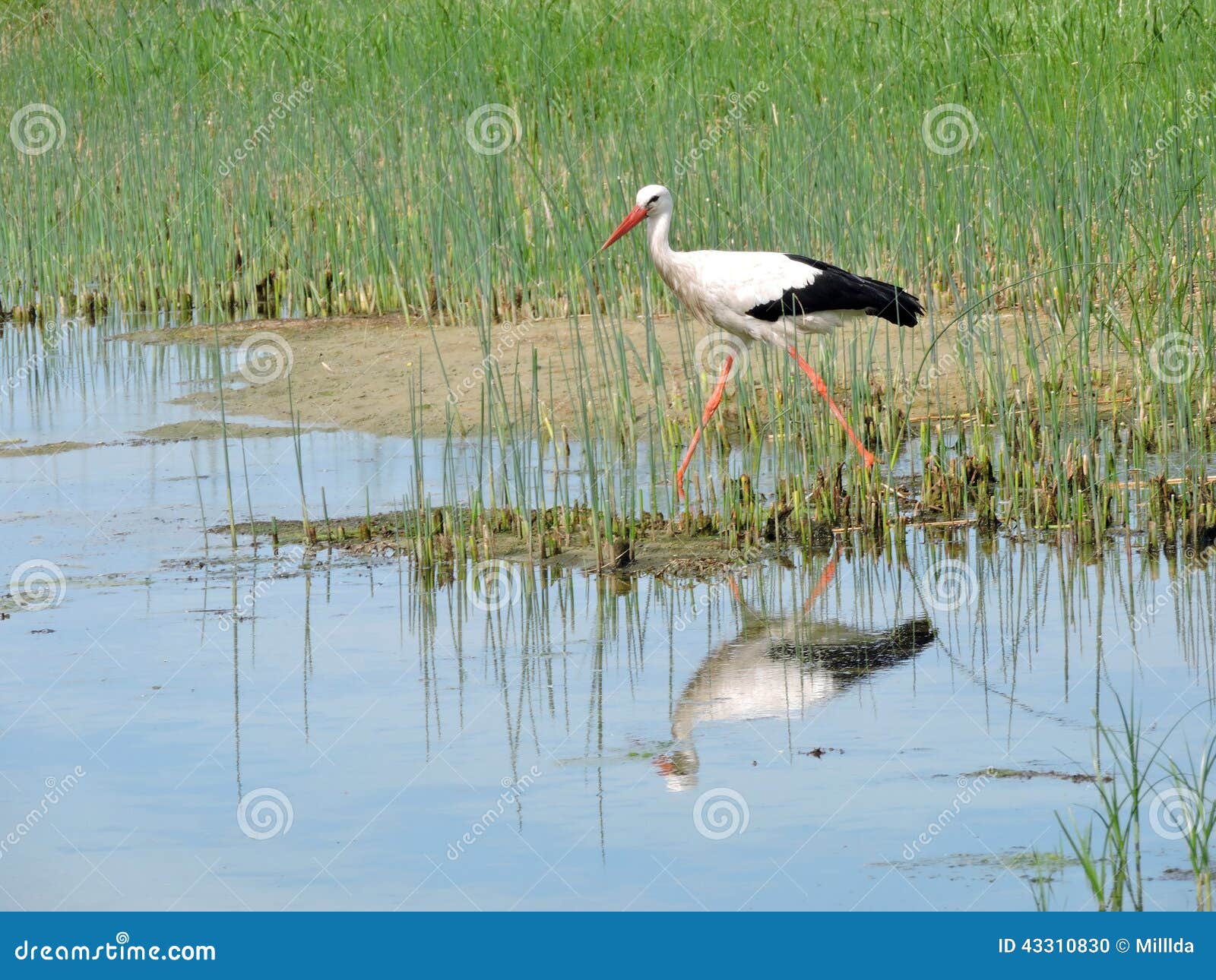 Stork bird stock photo. Image of view, white, life, bill - 43310830