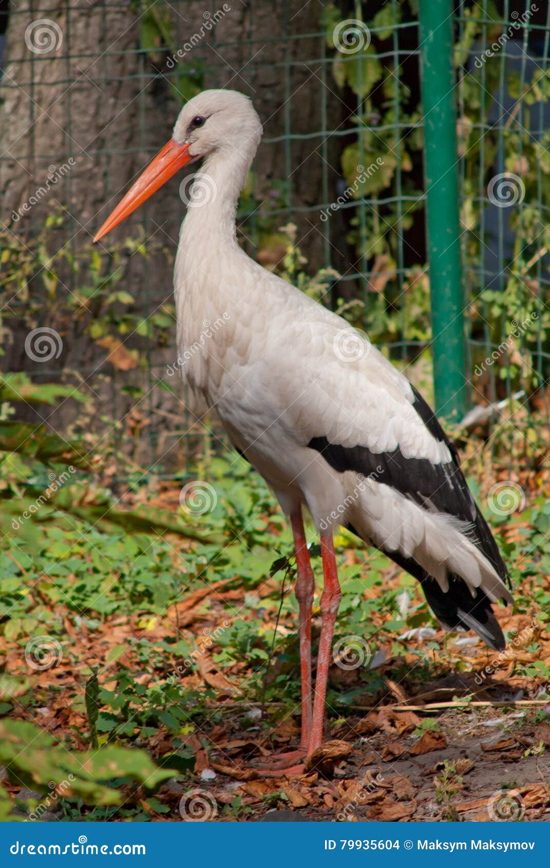 Stork bird in a zoo stock photo. Image of zoopark, stork - 79935604