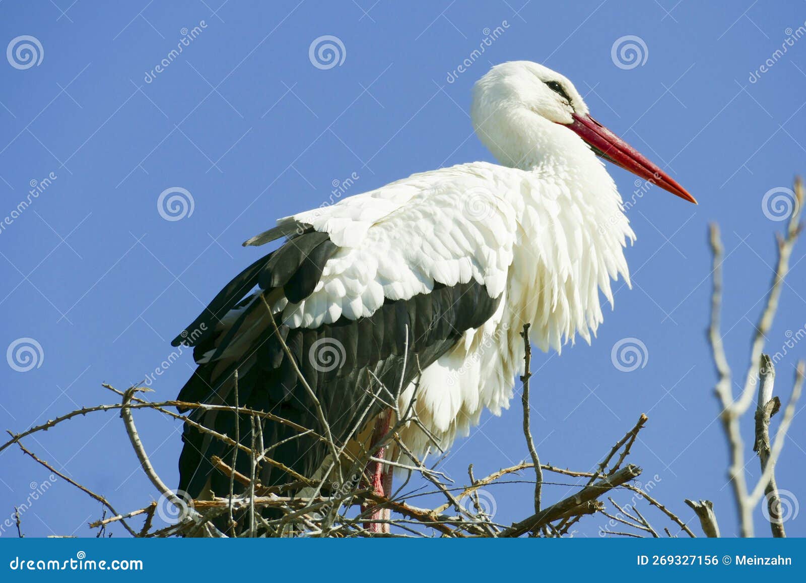 Stork breeding in his nest stock photo. Image of stork - 269327156
