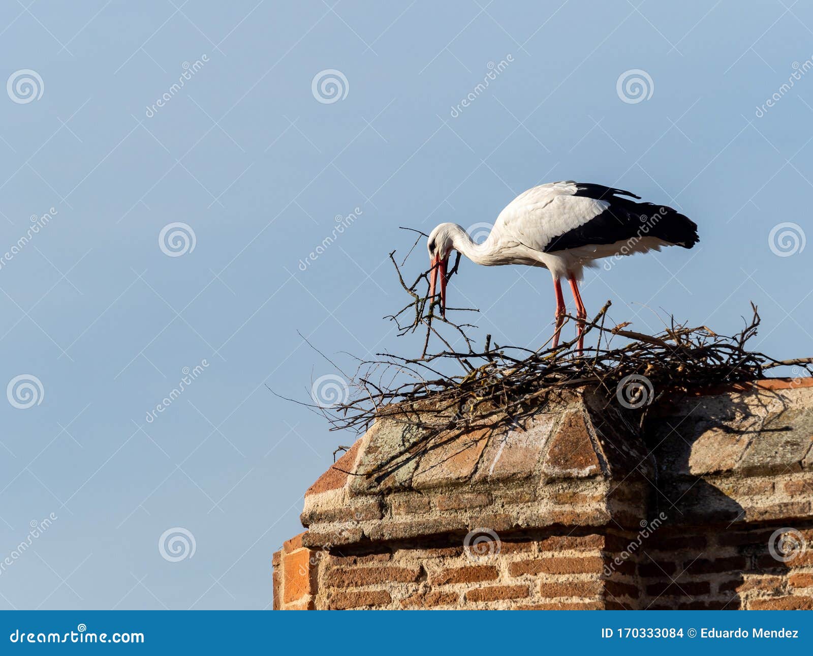 Stork building a nest stock photo. Image of wild, stork - 170333084