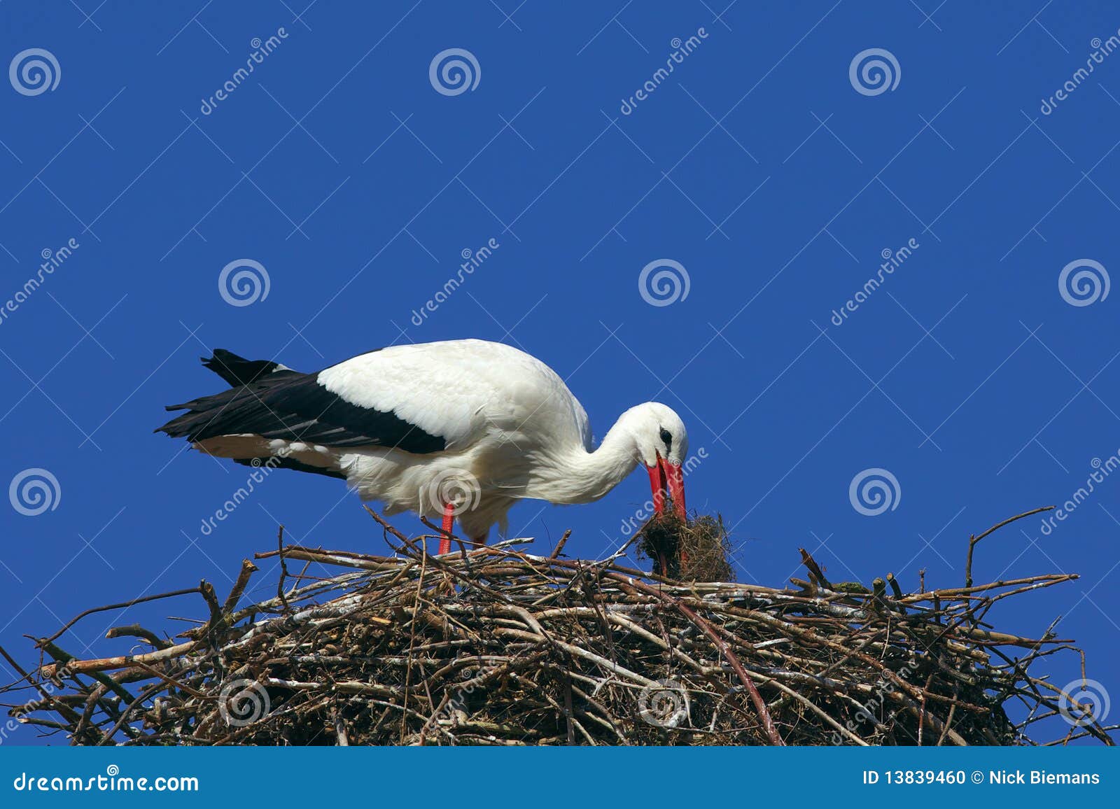Stork builds her nest stock photo. Image of high, birth - 13839460