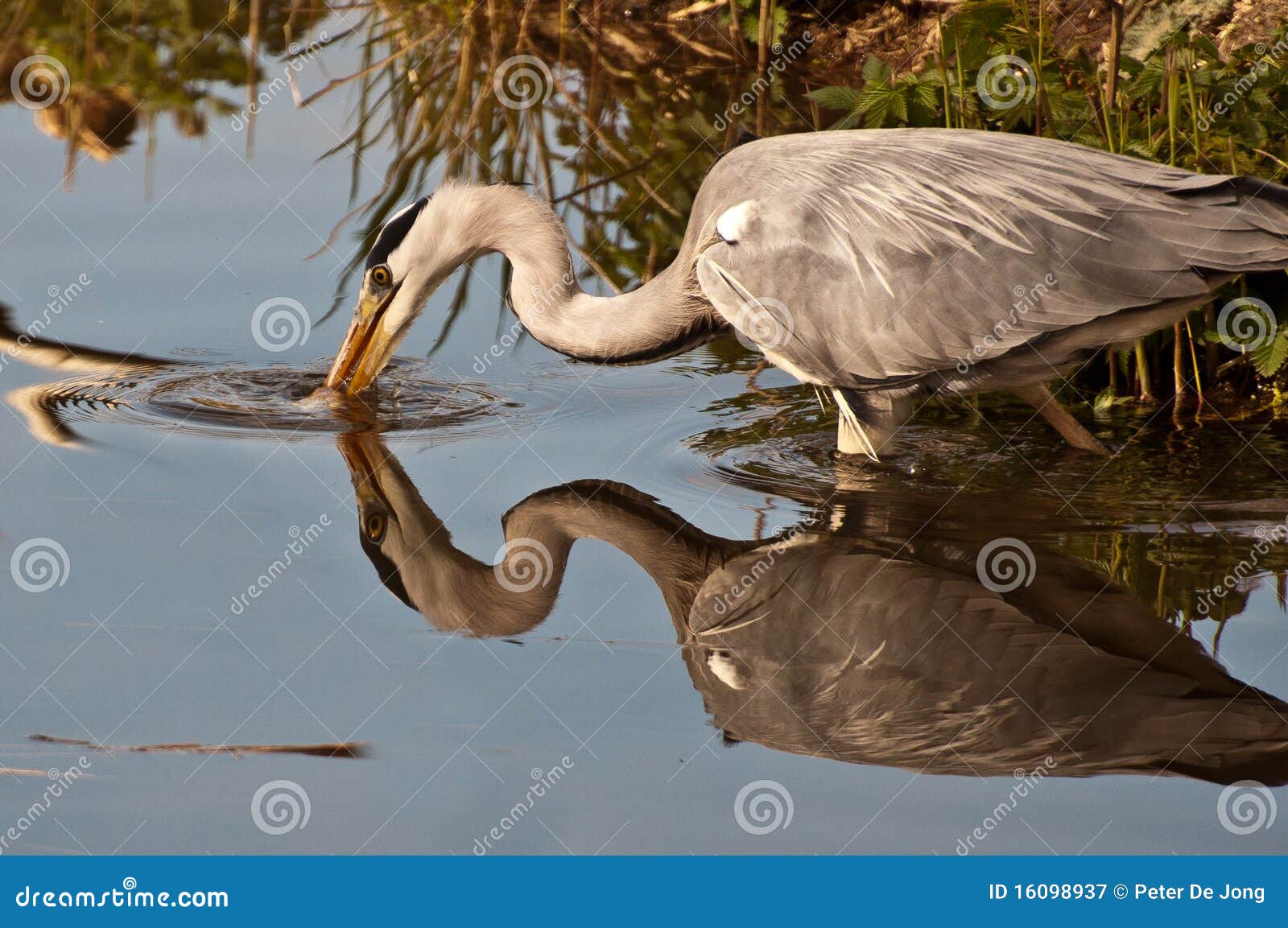 A Stork cathing prey stock image. Image of feeding, eating - 16098937