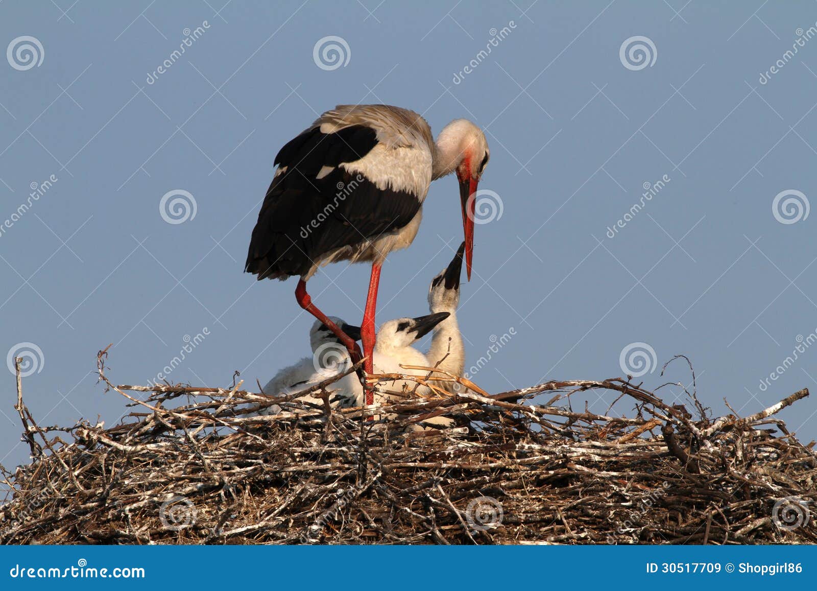 Stork with Chicks, Feeding/comforting Stock Image - Image of legs ...