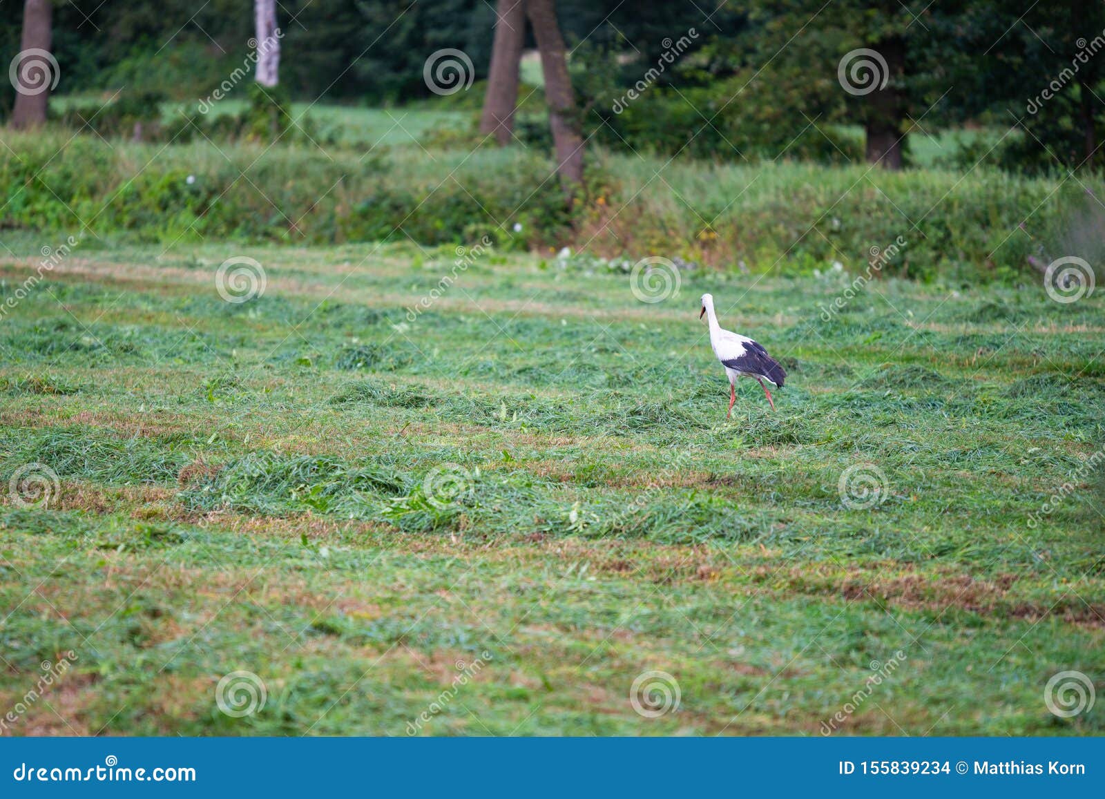 Stork is Collecting Food in a Field Stock Photo - Image of animal, neck ...