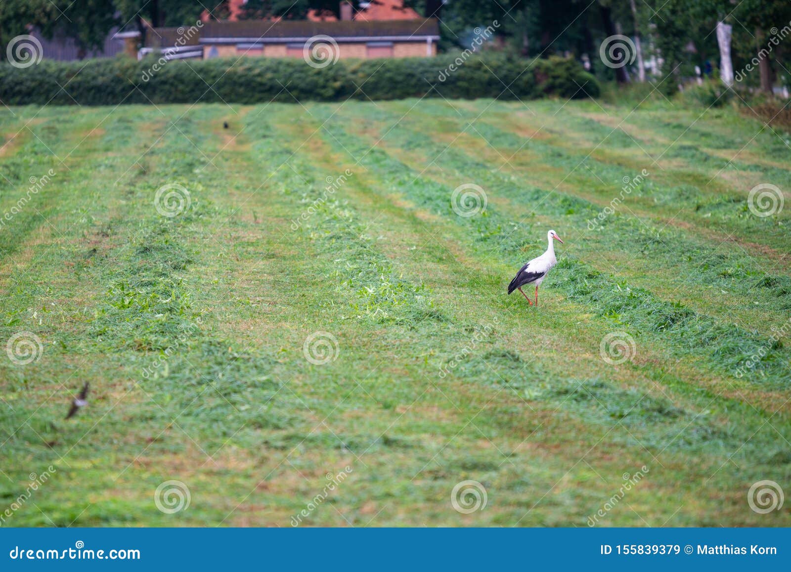 Stork is Collecting Food in a Field Stock Image - Image of beautiful ...