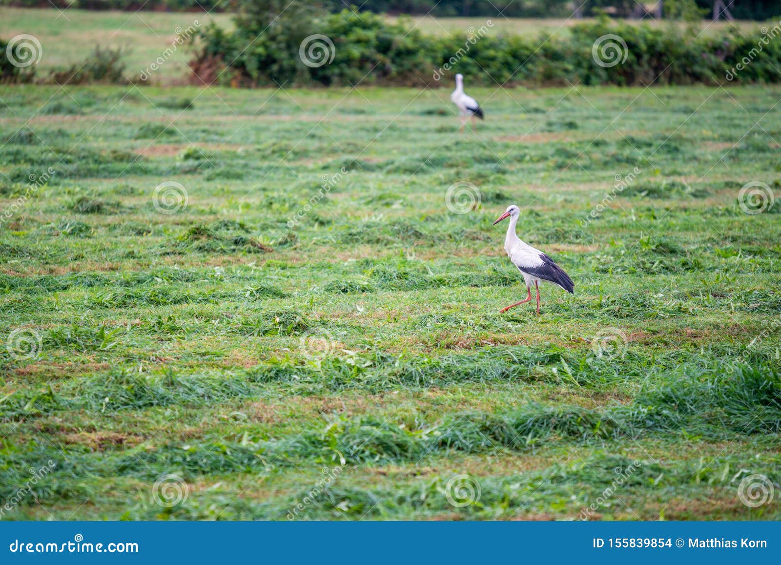Stork is Collecting Food in a Field Stock Photo - Image of blue, beauty ...