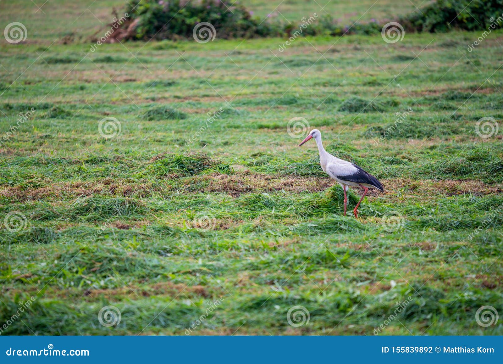 Stork is Collecting Food in a Field Stock Photo - Image of child, neck ...