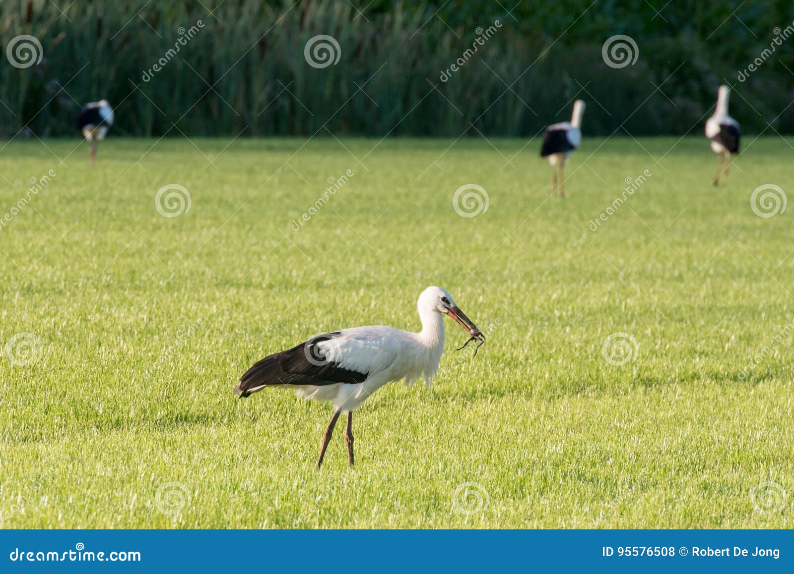 Stork Collects Food in a Pasture Stock Photo - Image of beak, animal ...
