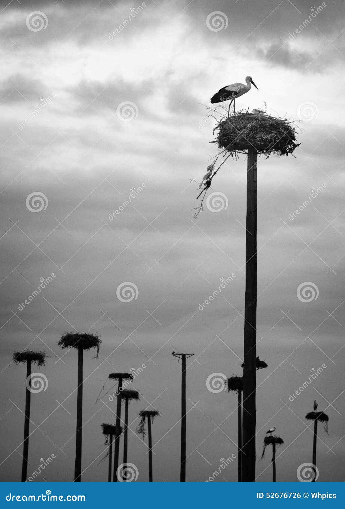 Stork colony stock photo. Image of freedom, migrant, flying - 52676726