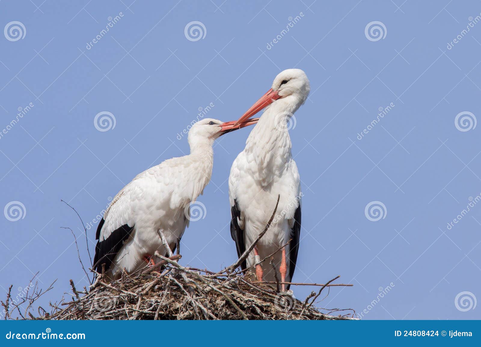 Stork couple on a nest stock photo. Image of black, nature - 24808424