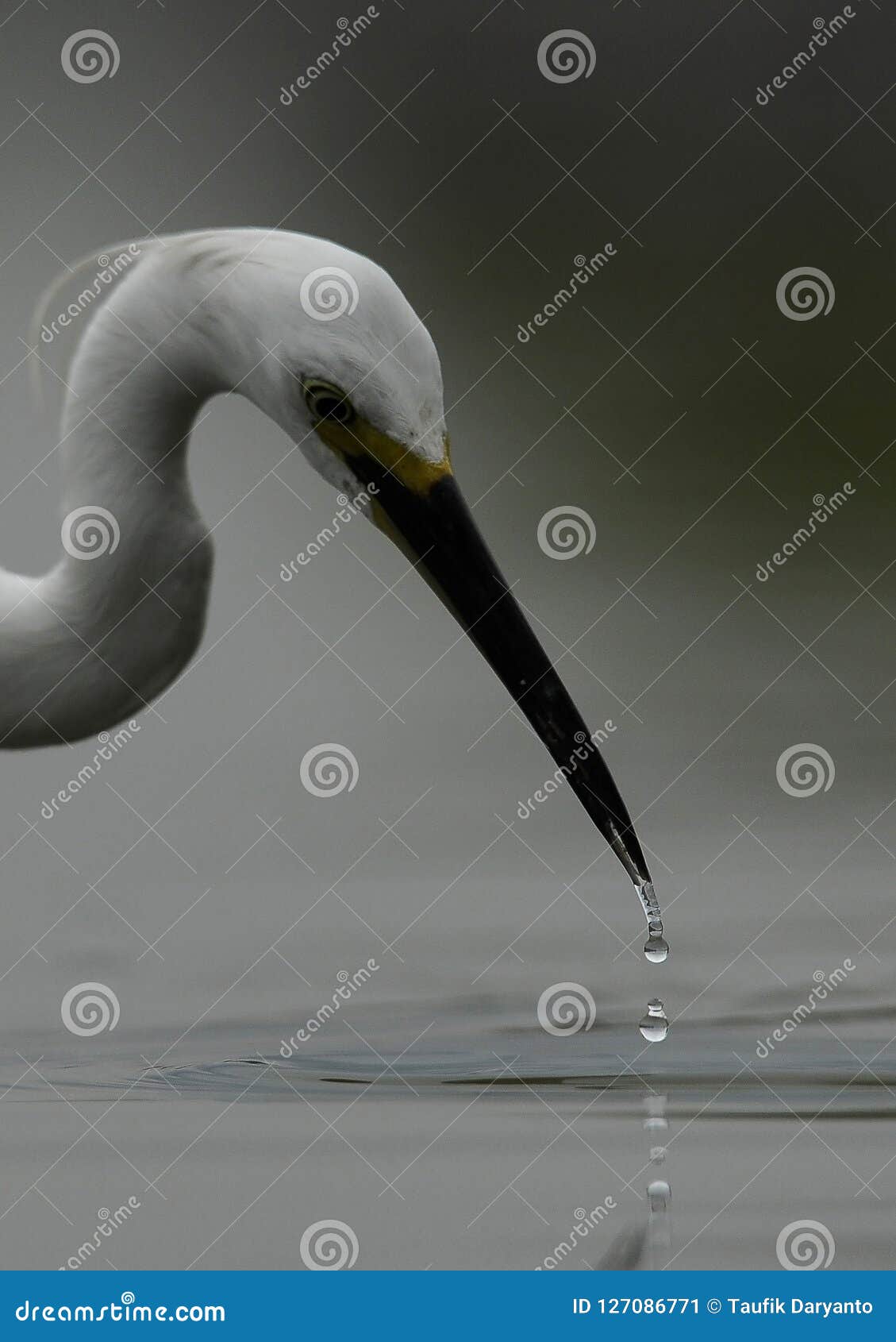 Stork with Crested Head Feather Stock Image - Image of desktop, plant ...