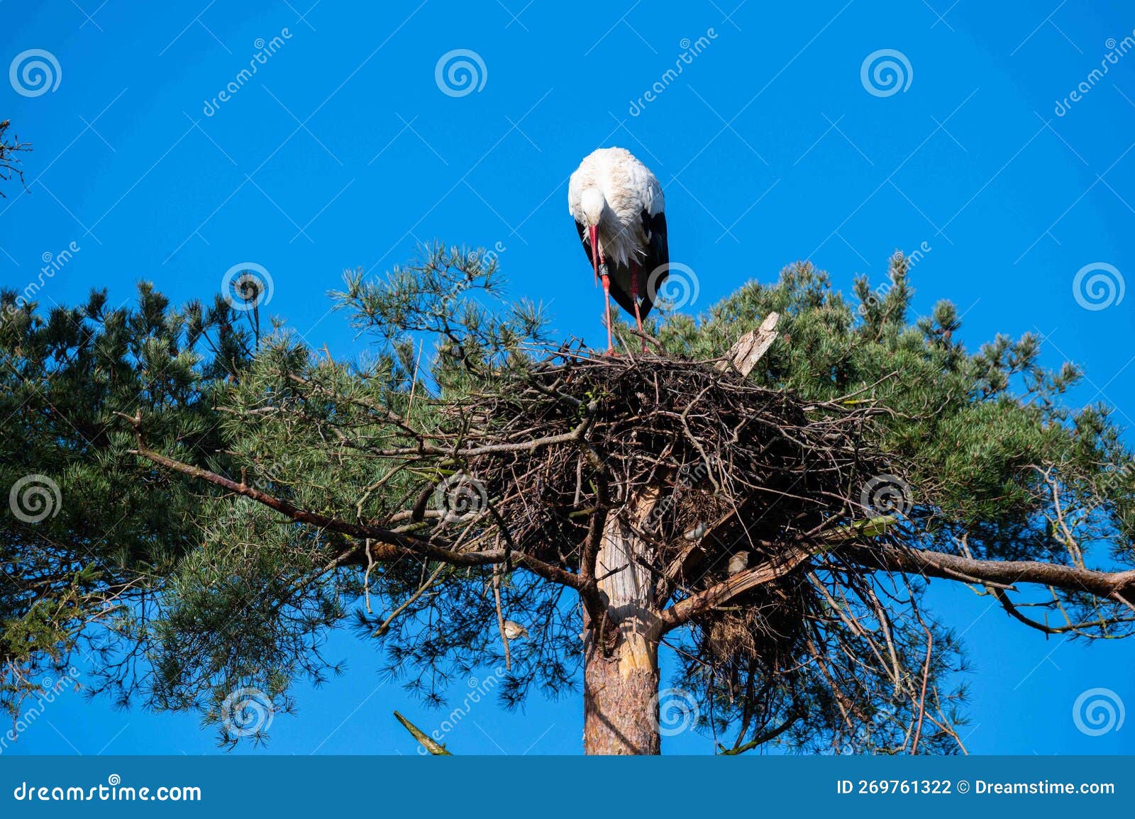 A Stork is Disturbed by Sparrows Nesting Under Its Nest Stock Photo ...