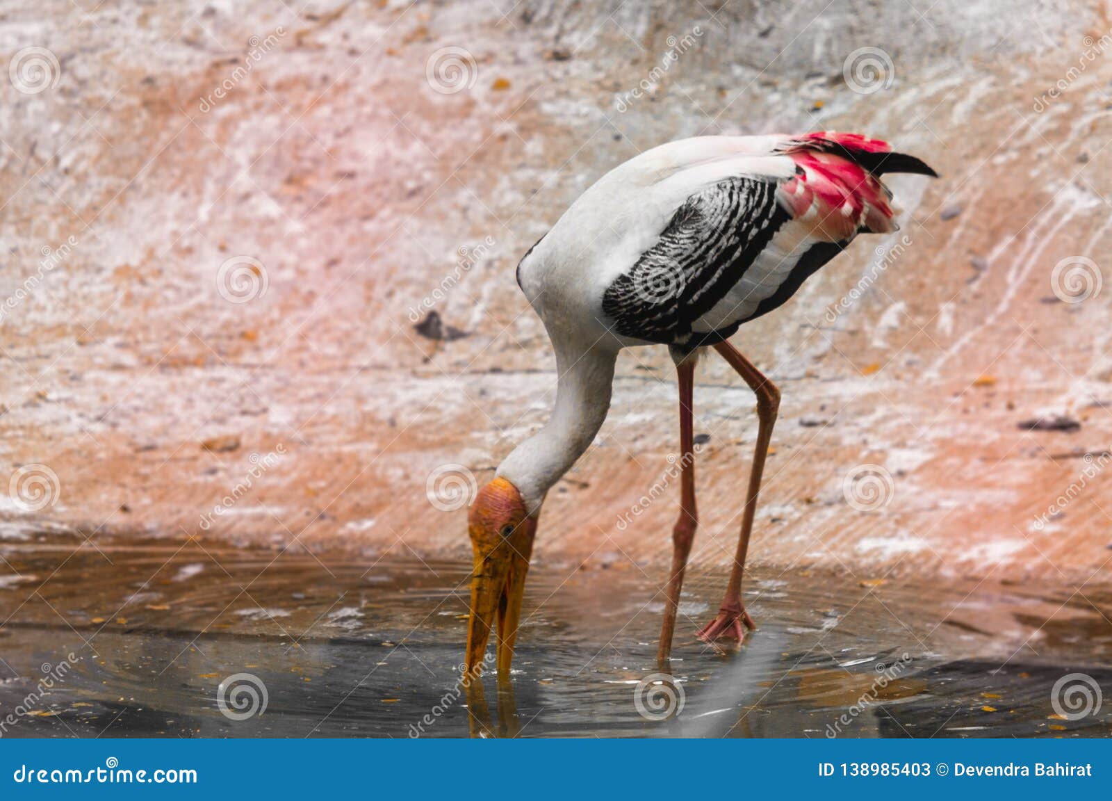 Stork drinking water stock image. Image of wildlife - 138985403