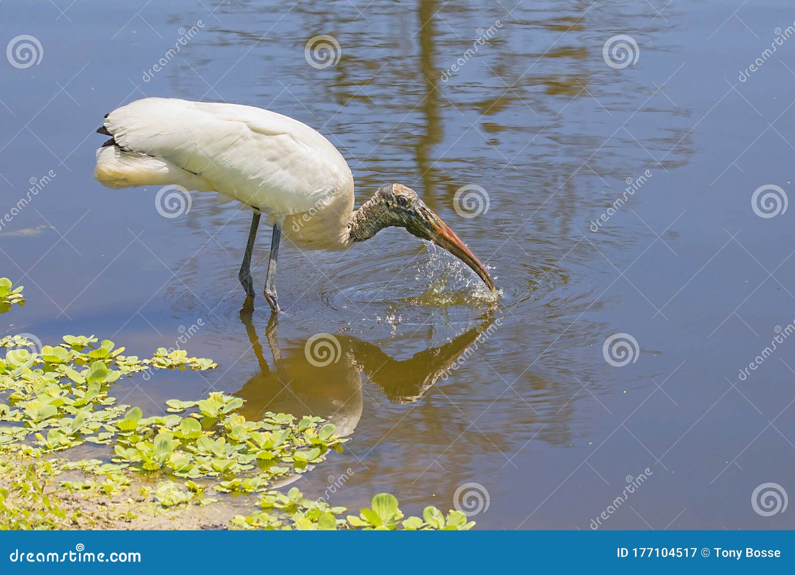 Stork Drinking Water stock image. Image of animal, lake - 177104517