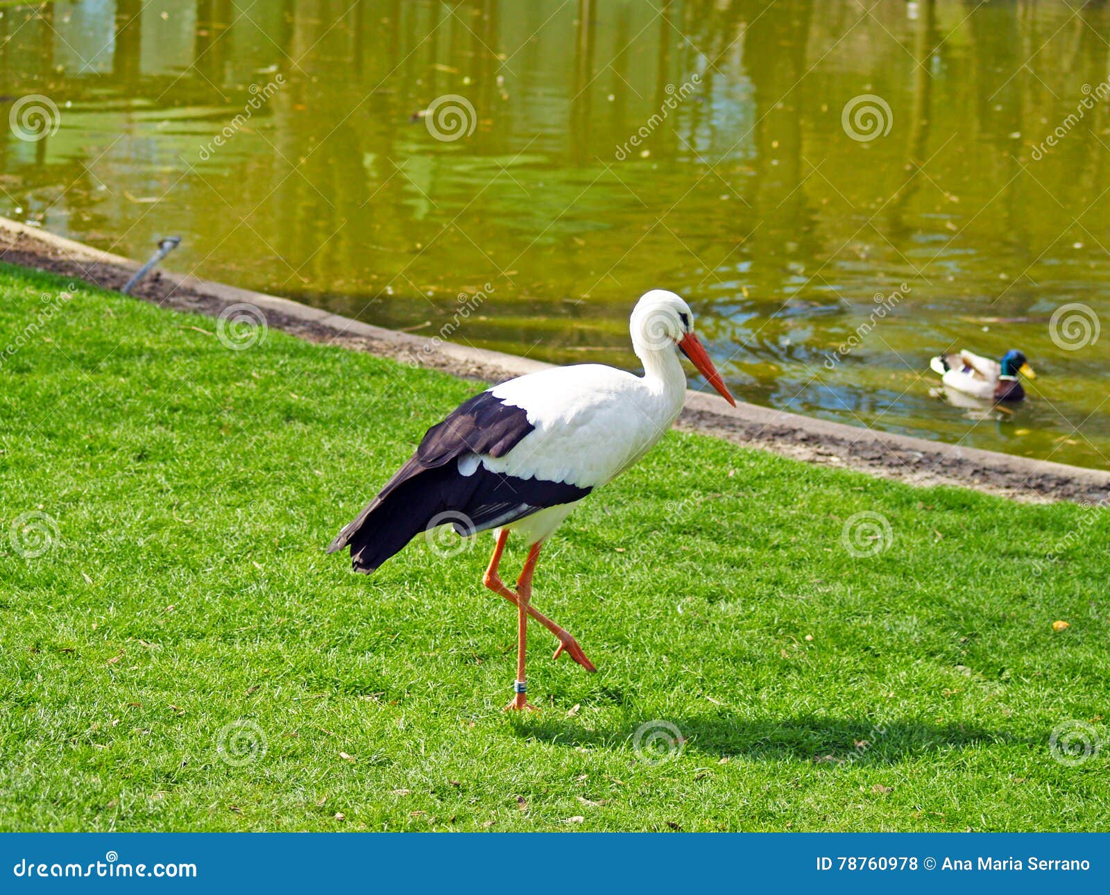 Stork and duck on a zoo stock photo. Image of spring - 78760978