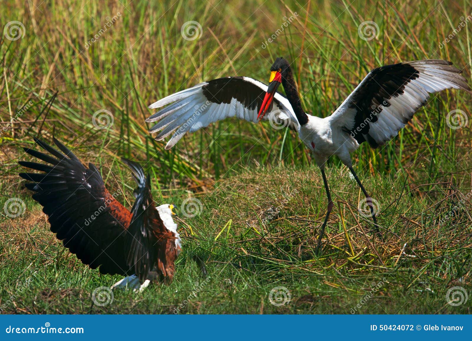 Stork and eagle stock photo. Image of predator, savannah - 50424072