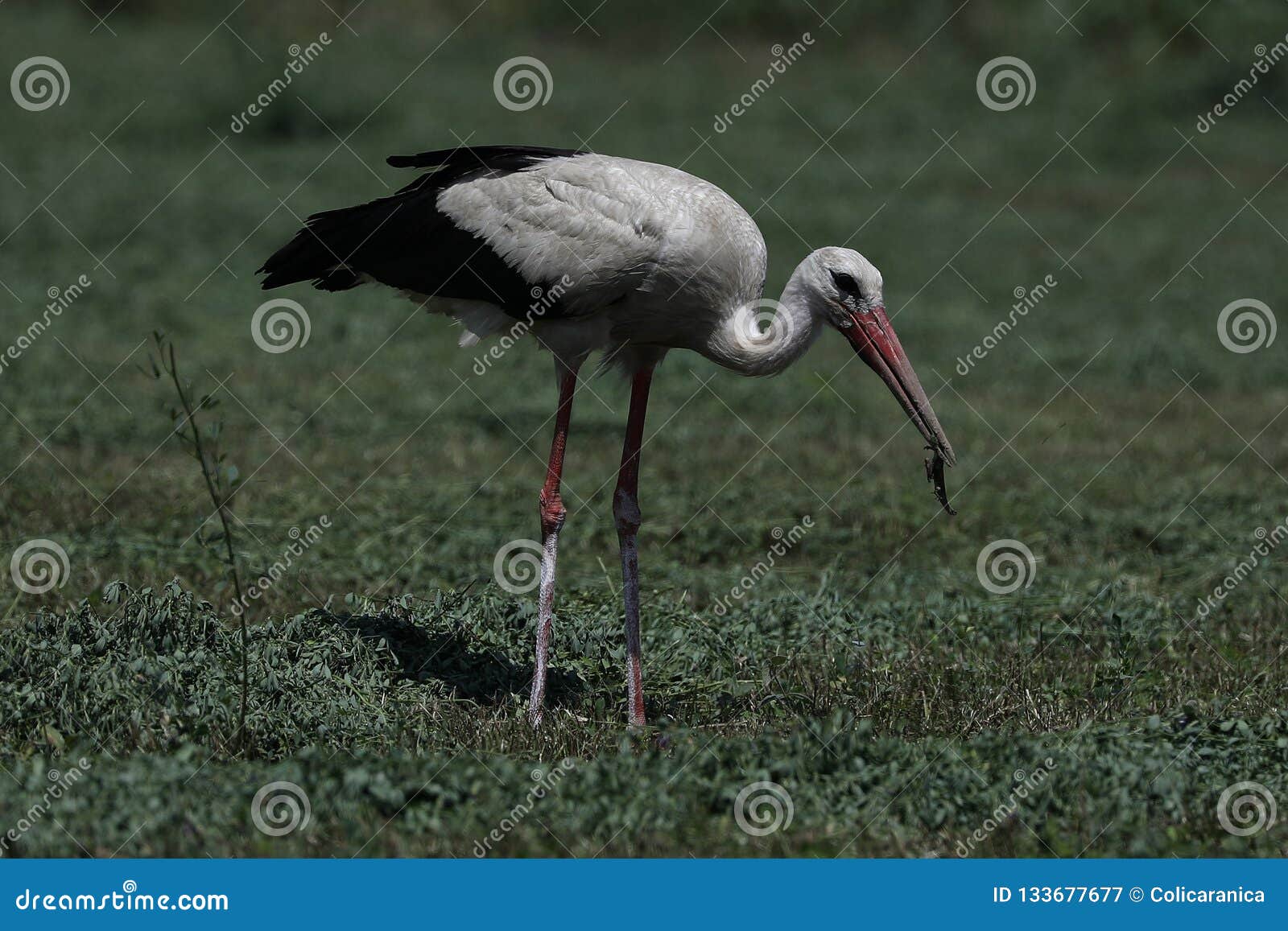 Stork eating a lizard stock image. Image of bird, animal - 133677677