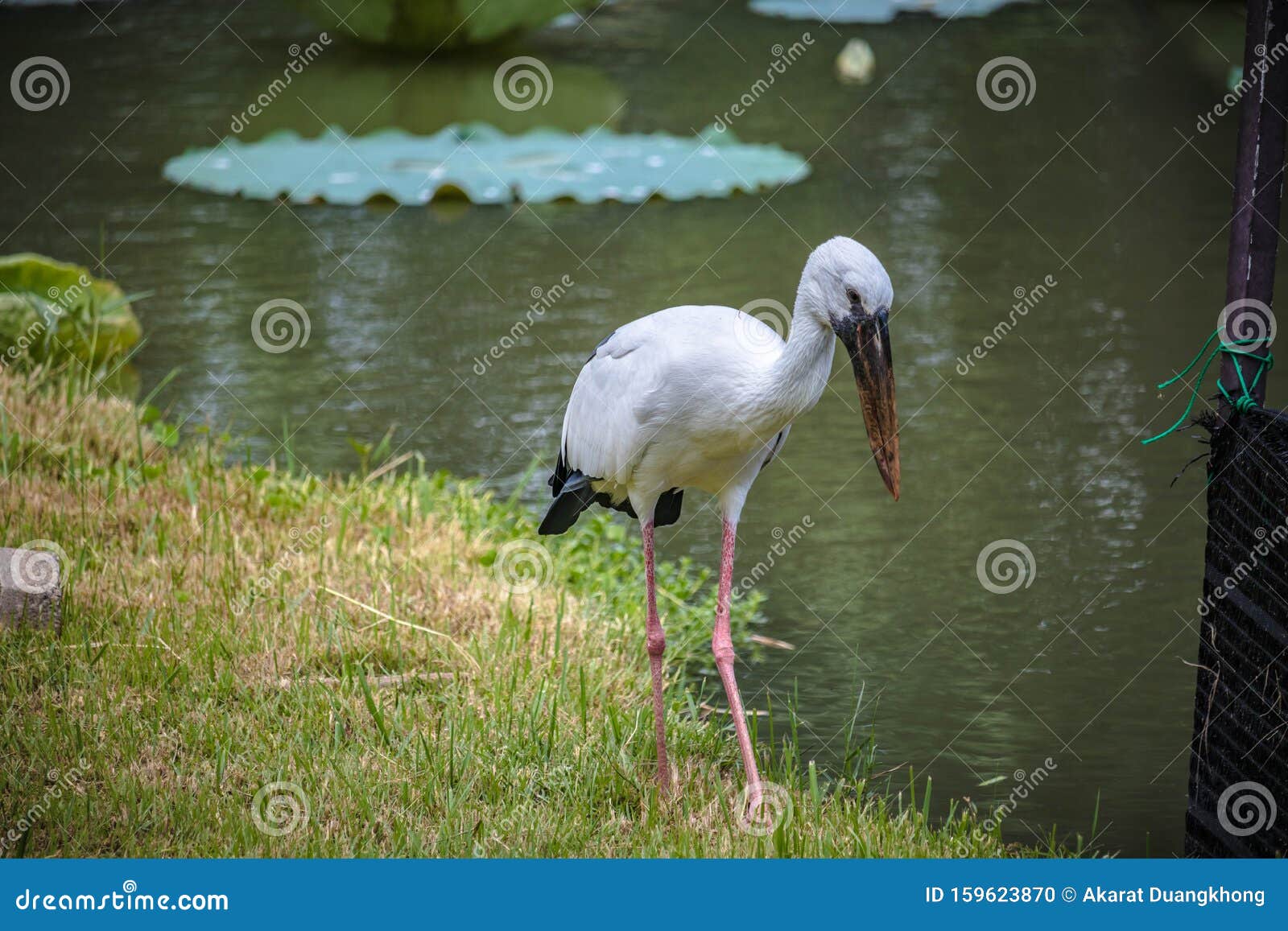Stork stock photo. Image of heron, large, nature, animals - 159623870