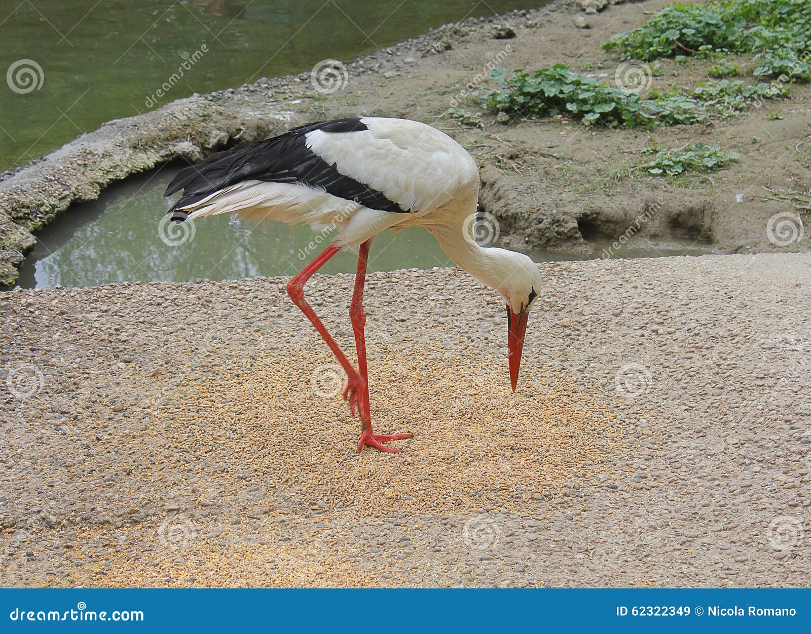 Stork eating seeds stock image. Image of wings, bird - 62322349