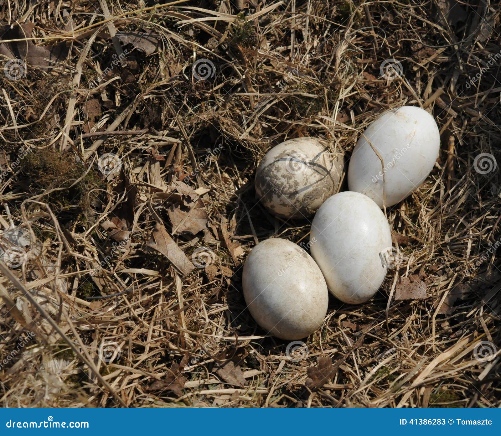 Stork Eggs (Disambiguation) Stock Image - Image of stork, nestling ...