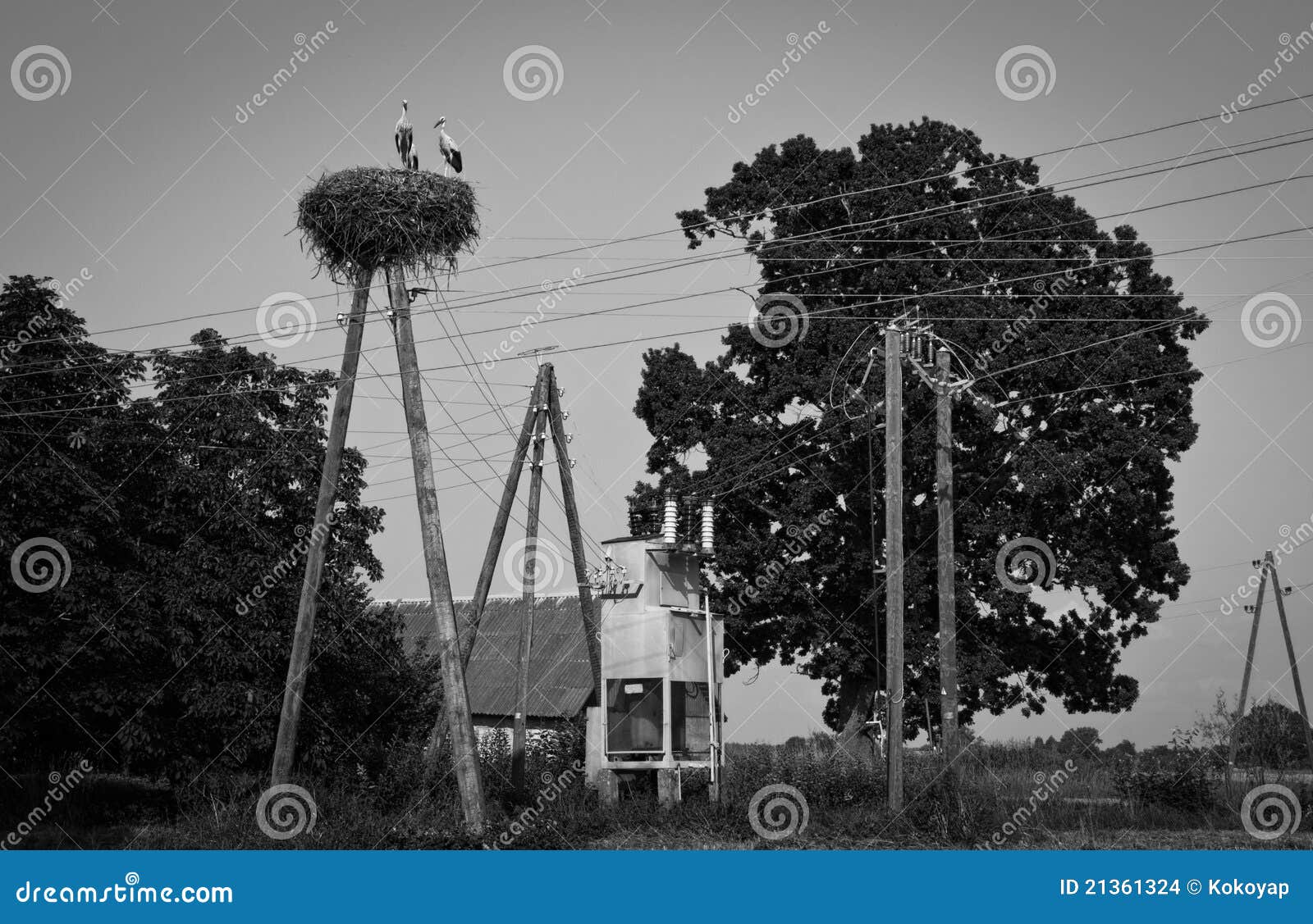 Stork and electric wires stock photo. Image of pole, electricity - 21361324