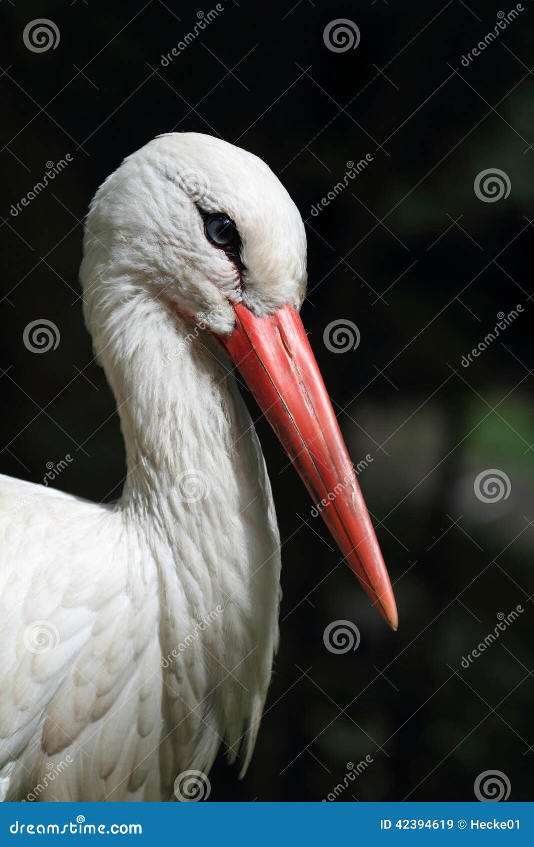 A Stork stock image. Image of screams, beak, stork, portrait - 42394619