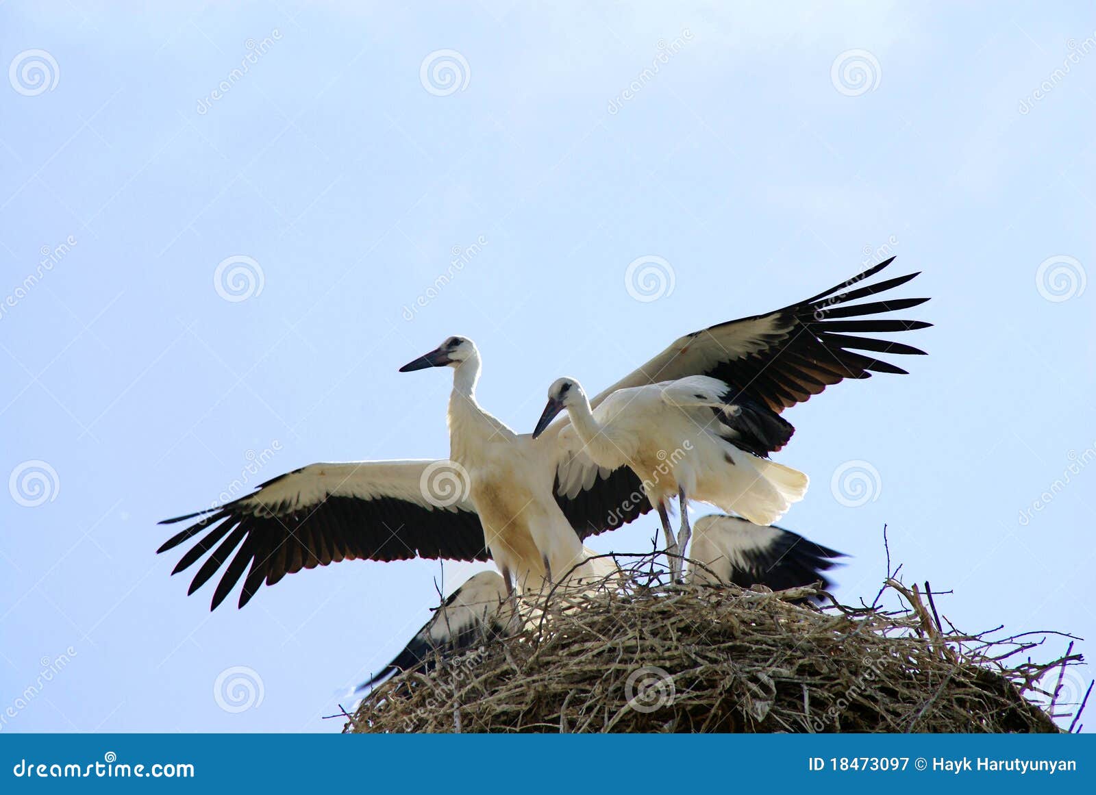 Stork family stock image. Image of bird, fauna, blue - 18473097