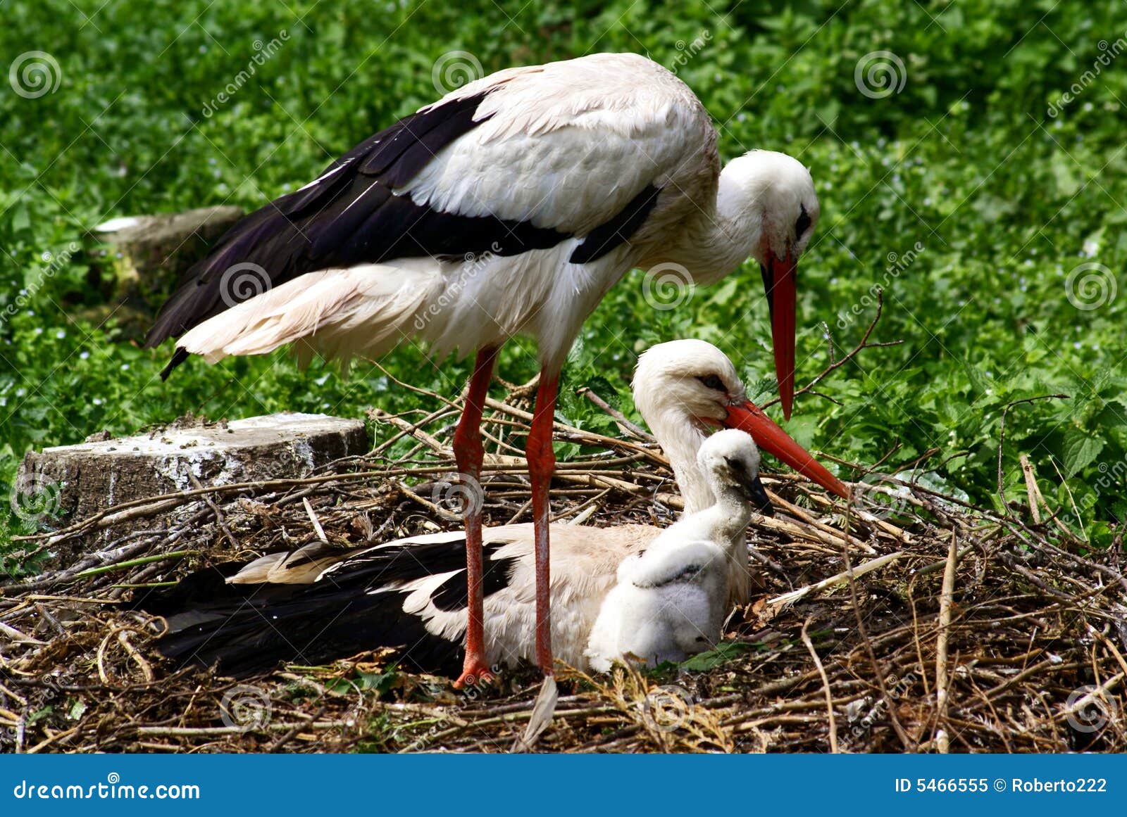 Stork family stock image. Image of chicks, baby, pecker - 5466555