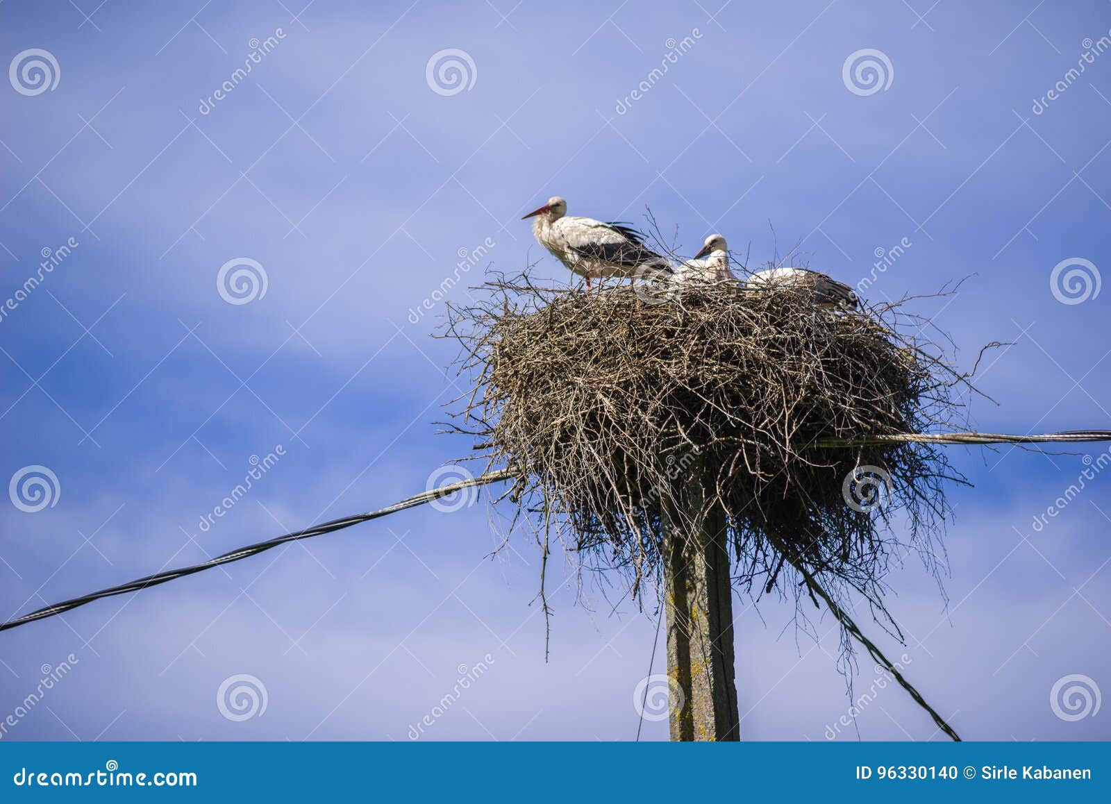 Stork family stock photo. Image of birds, flying, beak - 96330140