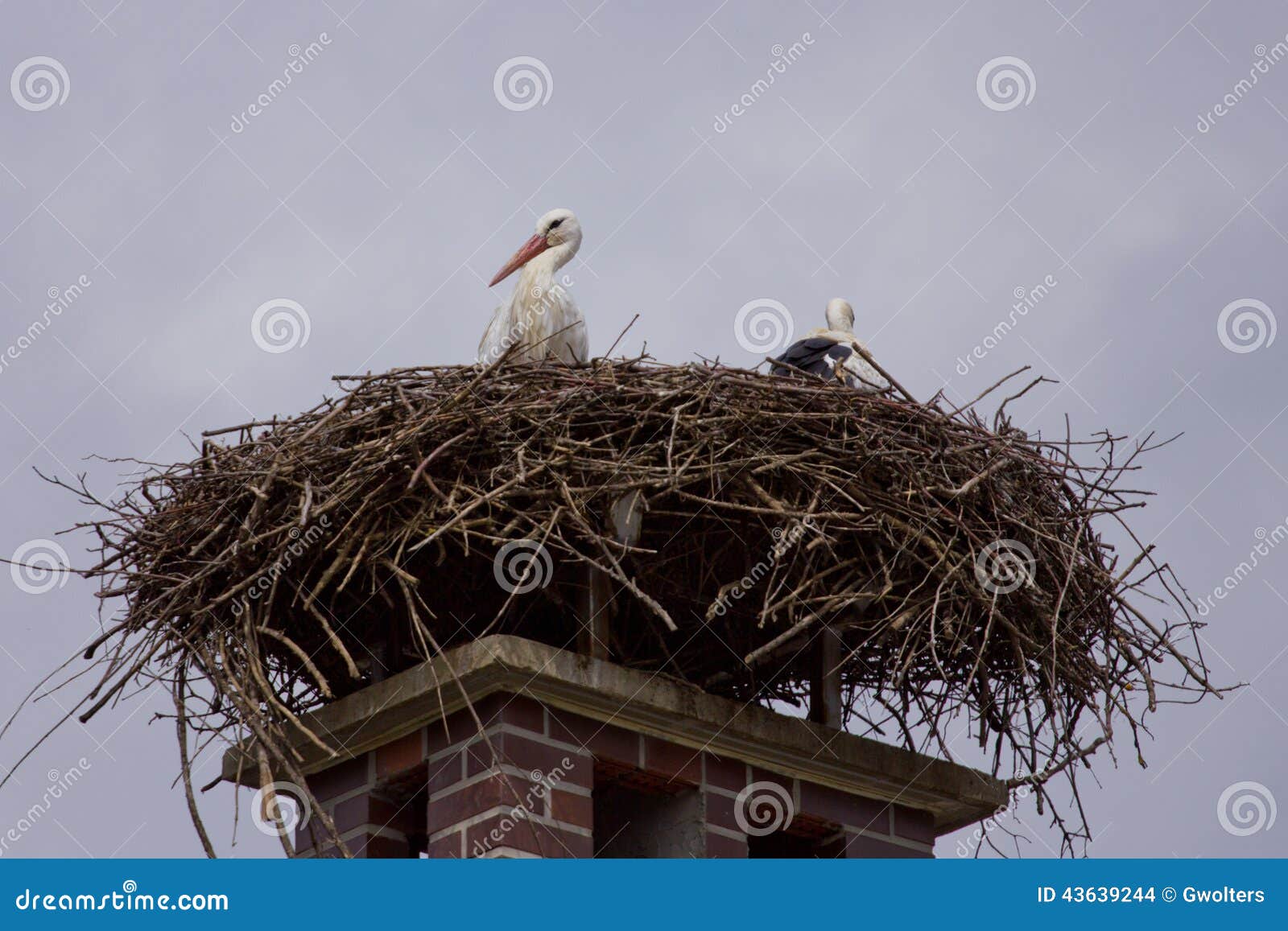 Stork Family in Storks Nest Stock Photo - Image of feather ...