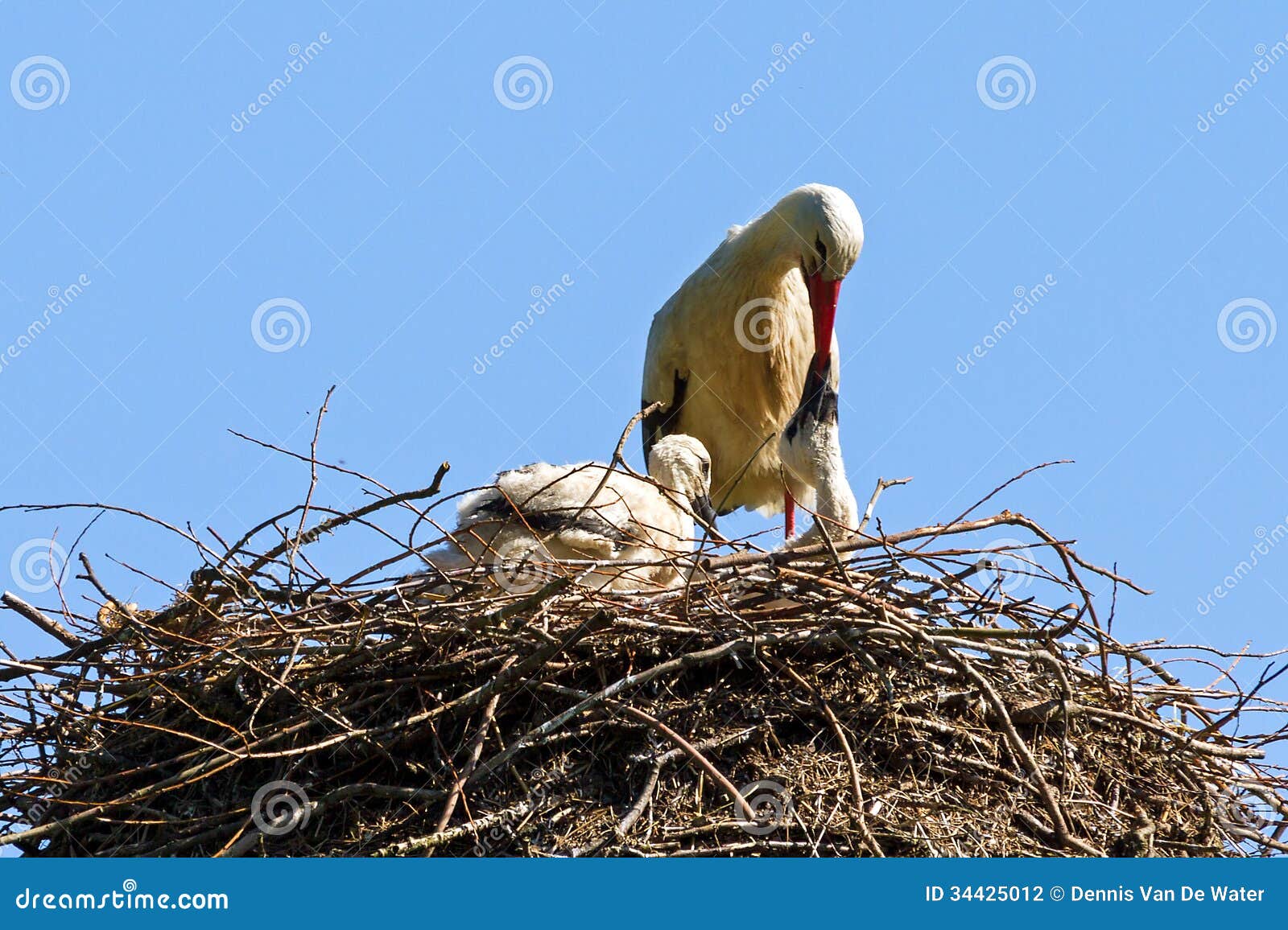 Stork feeding stock photo. Image of bird, chicks, feather - 34425012