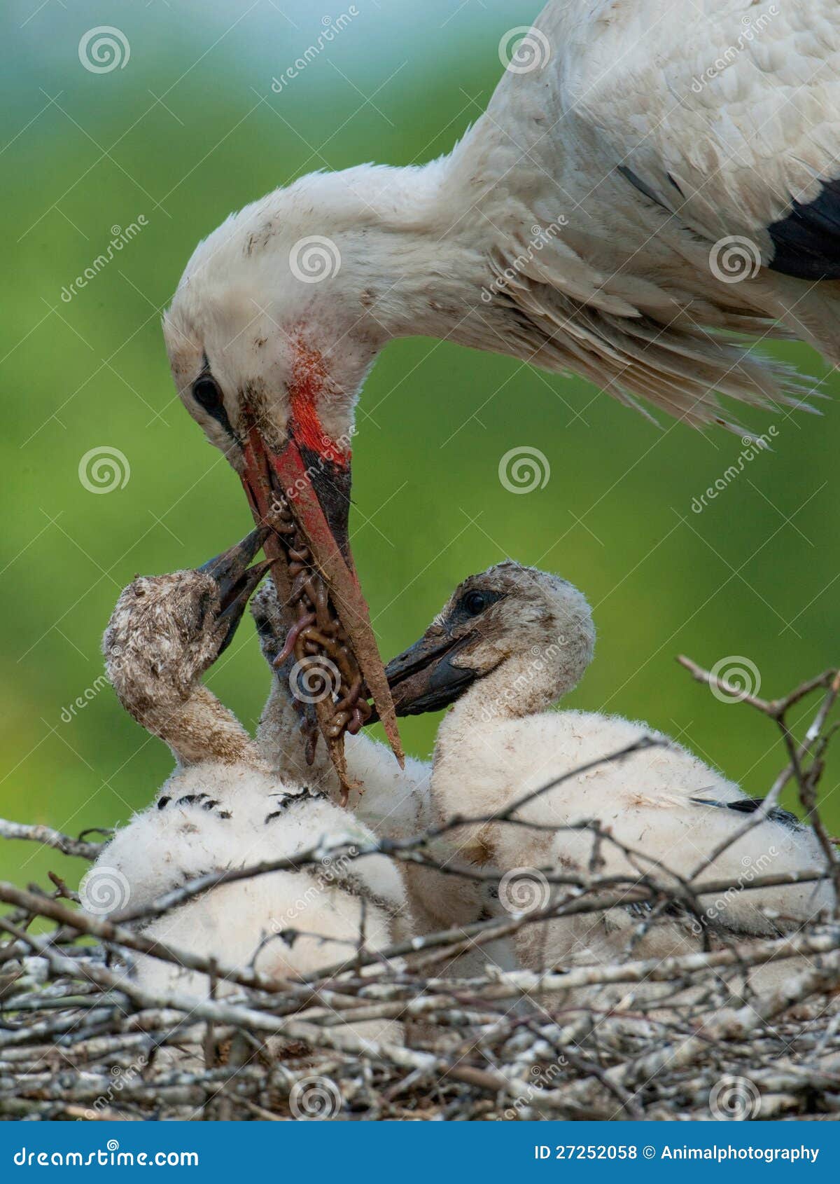 Stork is feeding his kids stock photo. Image of nest - 27252058