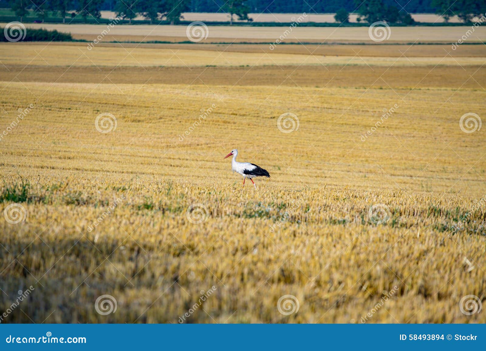 Stork on the field stock photo. Image of ciconia, bird - 58493894