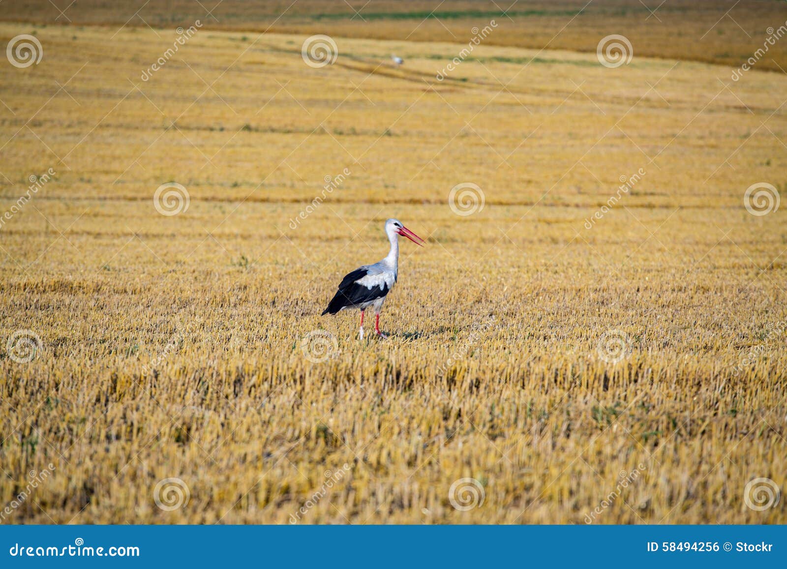 Stork on the field stock photo. Image of alone, bird - 58494256
