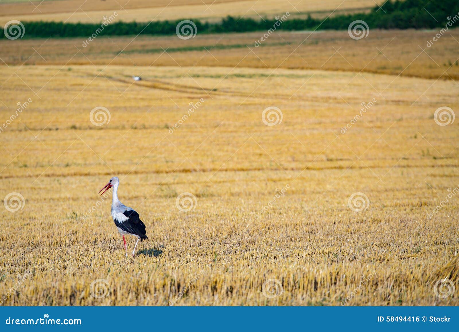 Stork on the field stock photo. Image of fauna, animal - 58494416